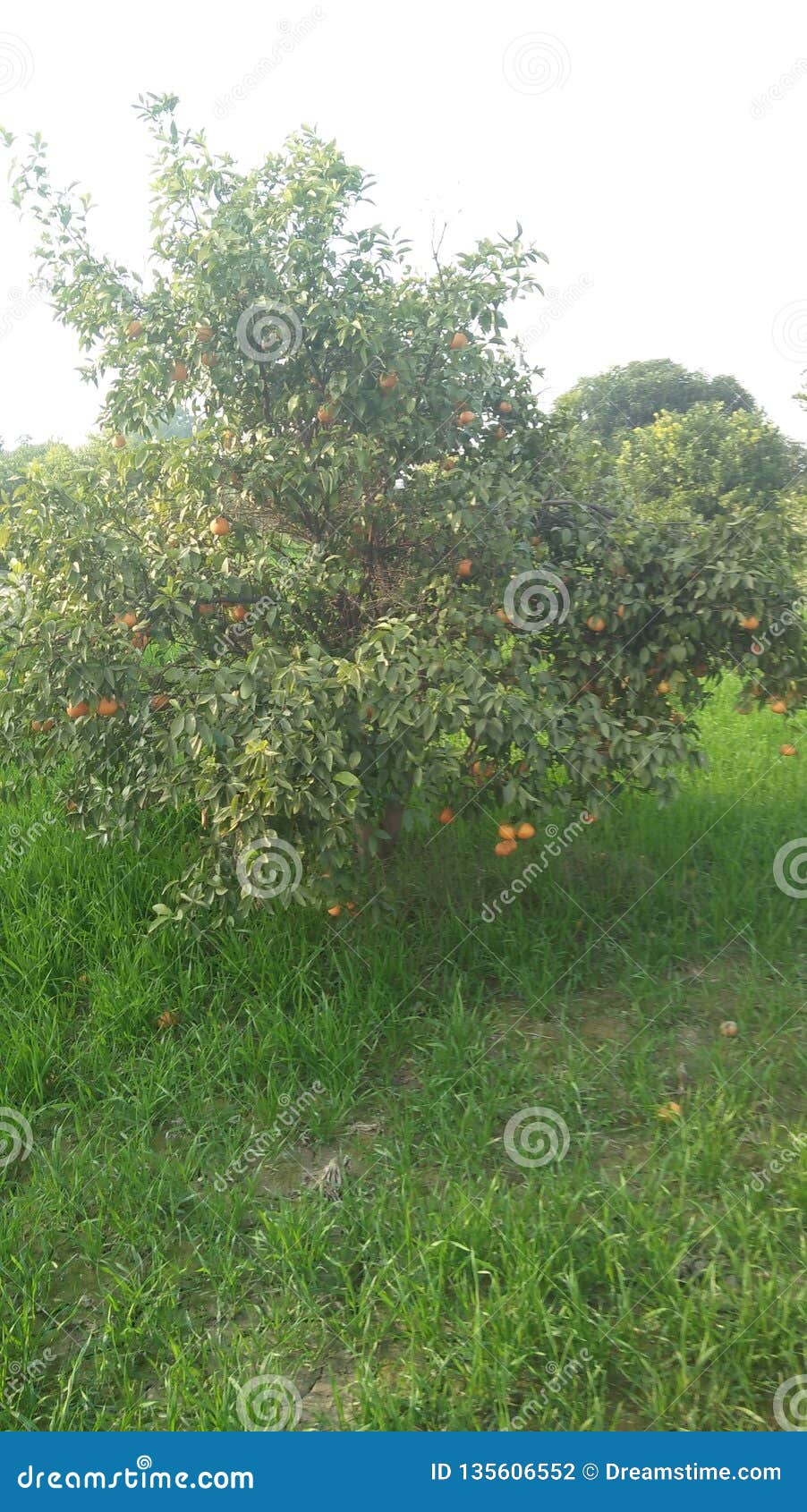 Orange tree stock photo. Image of orange, fruit, tree - 135606552