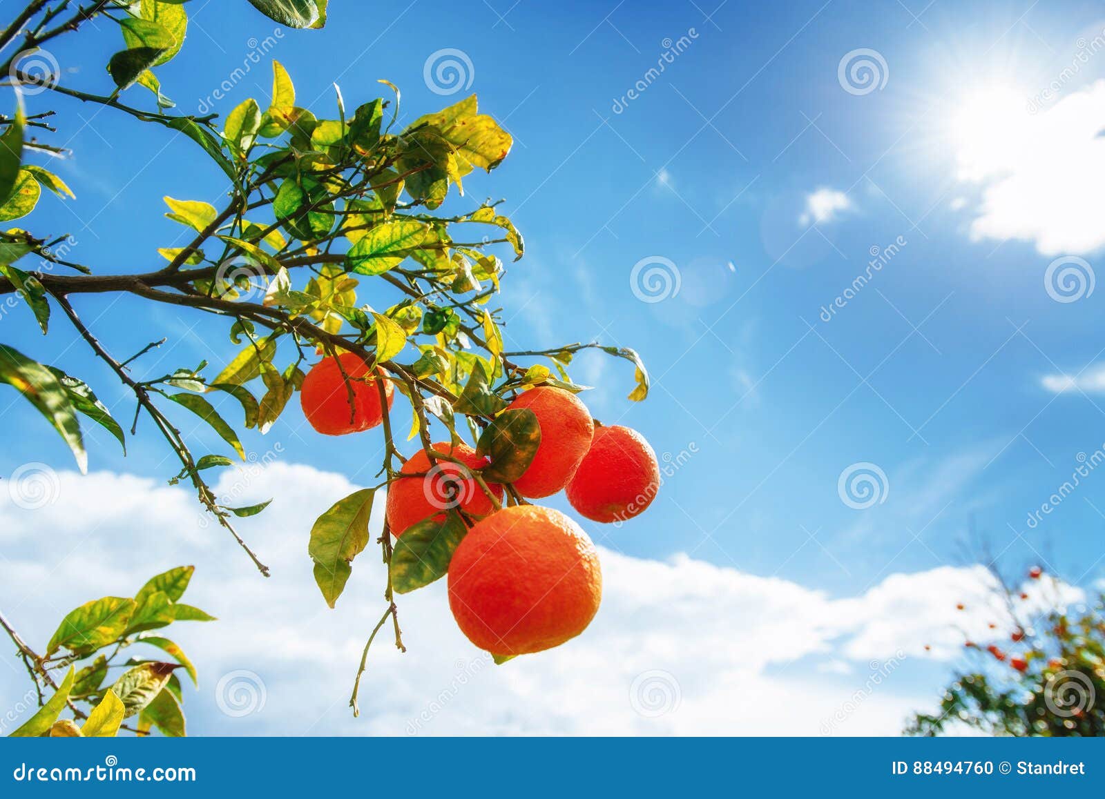 Orange - tree Park stock photo. Image of nature, green - 88494760