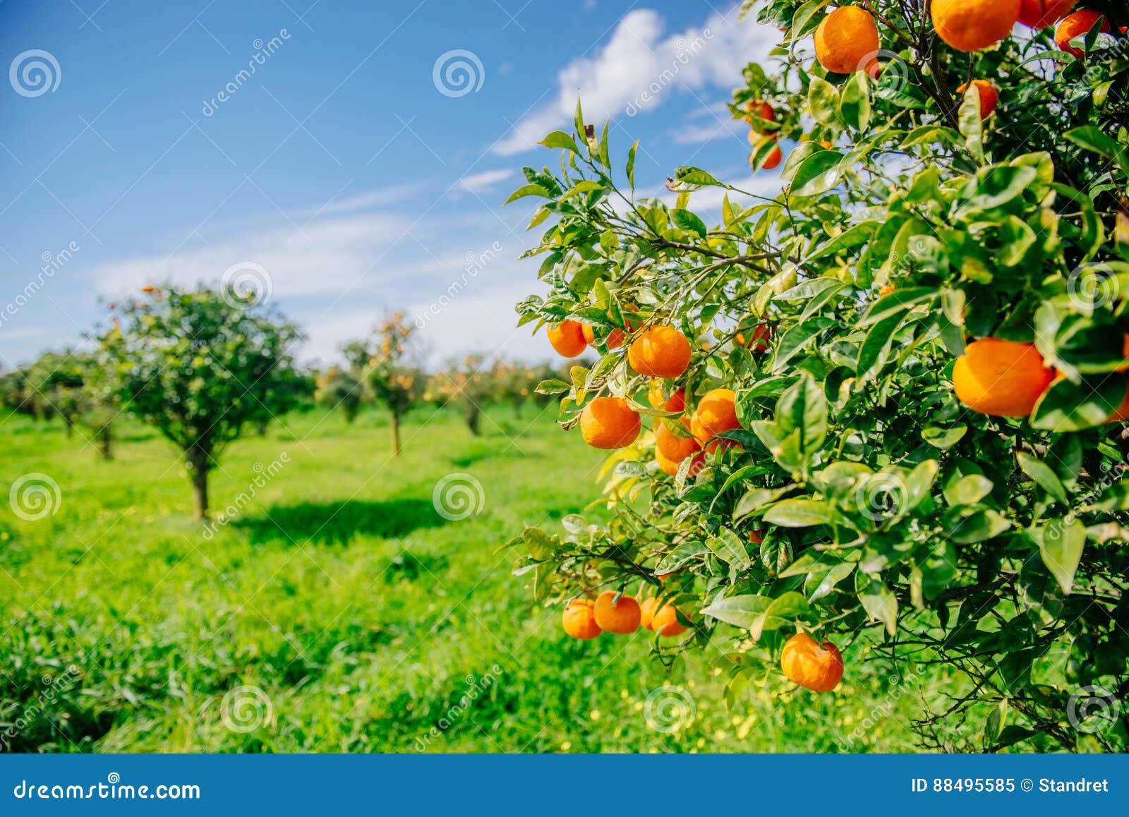 Orange - tree Park stock image. Image of background, orchard - 88495585
