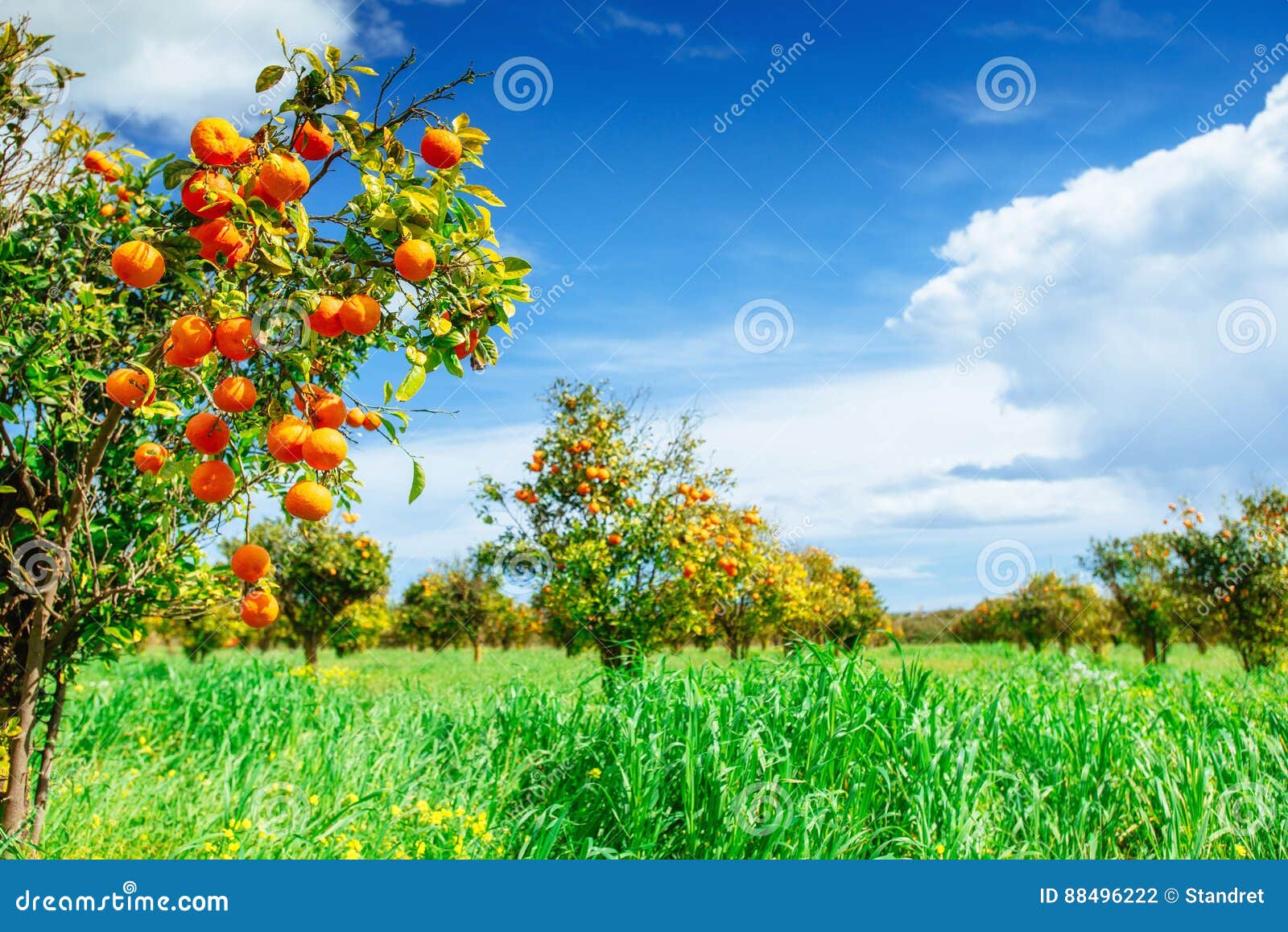 Orange - tree Park stock photo. Image of grove, healthy - 88496222