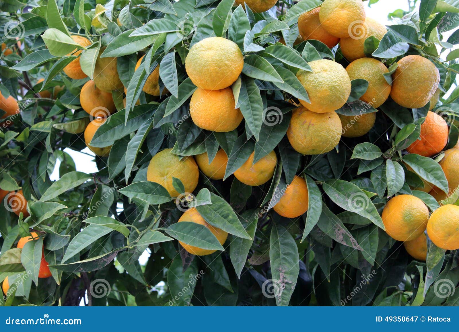 Orange in tree stock image. Image of juicy, crops, asian - 49350647