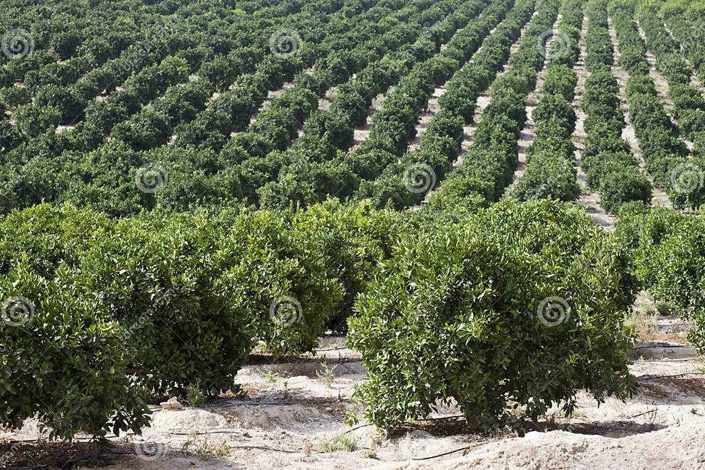 Orange Tree Plantation stock image. Image of tree, orangery - 20539007