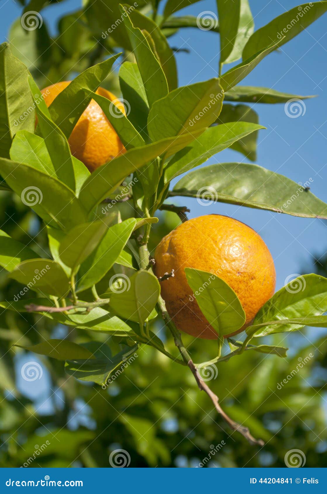 Orange on tree stock image. Image of cyprus, climate - 44204841