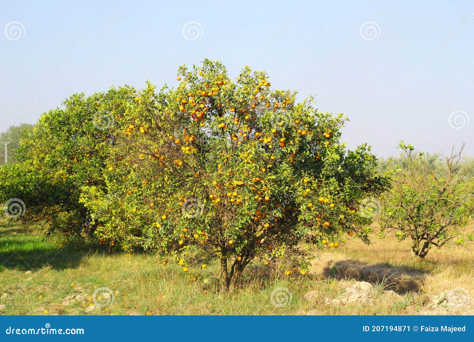 Orange Tree Plantation Summer Background . Lemon Garden Stock Image ...