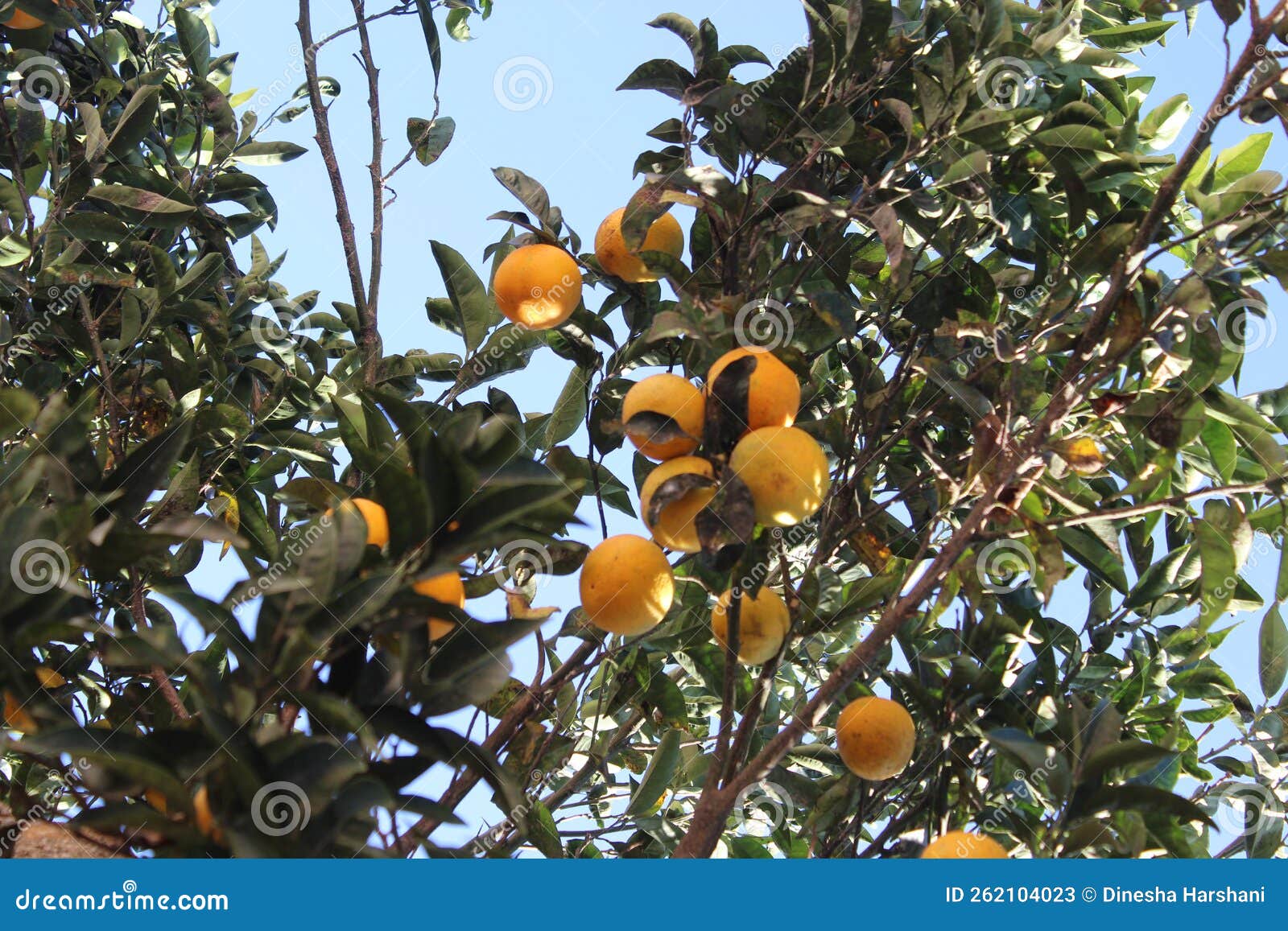 Orange Tree in the Portoferraio Italy Stock Image - Image of nature ...