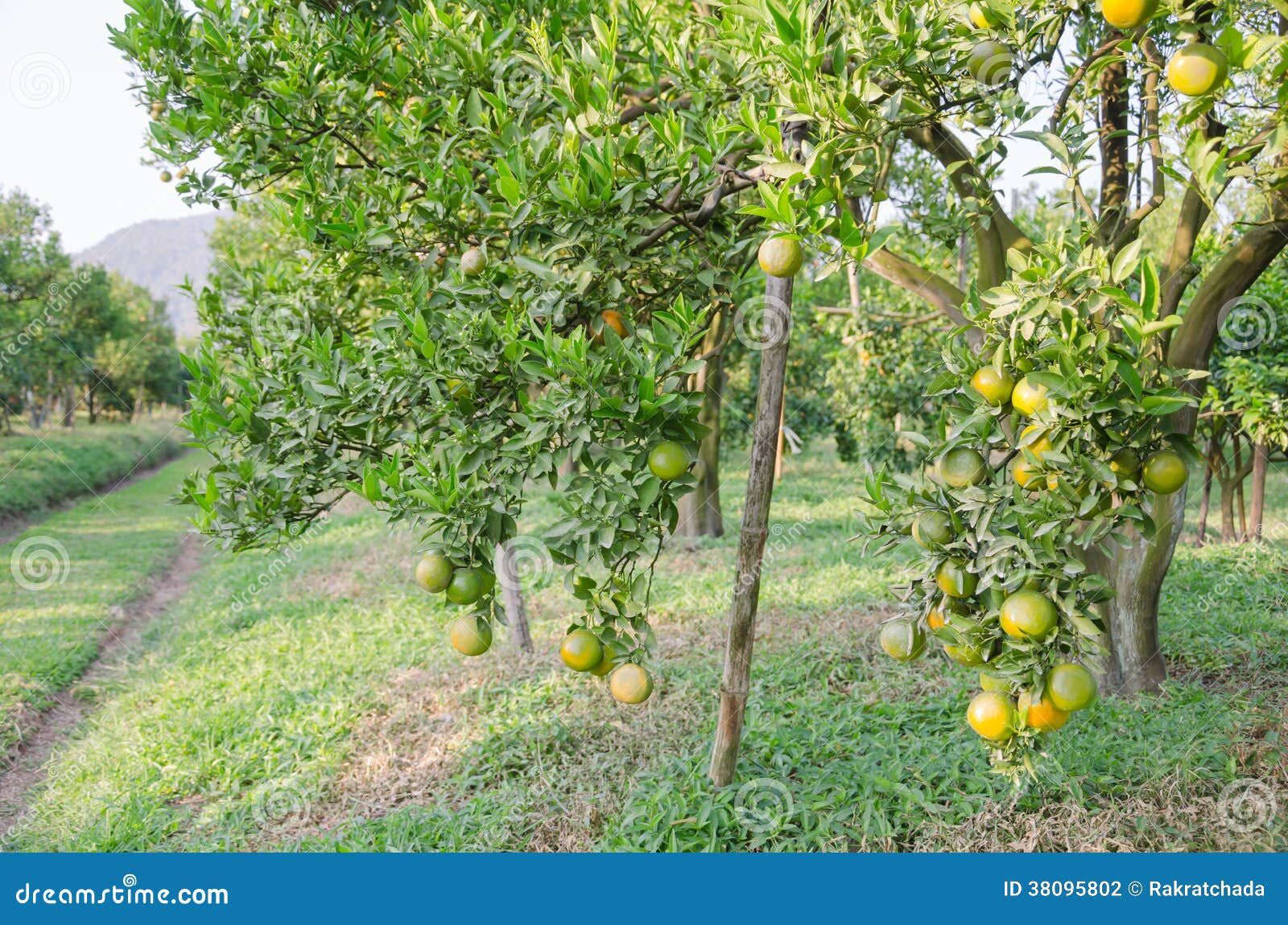 Orange Tree with Ripe Fruits Stock Photo - Image of sunlight, freshness ...