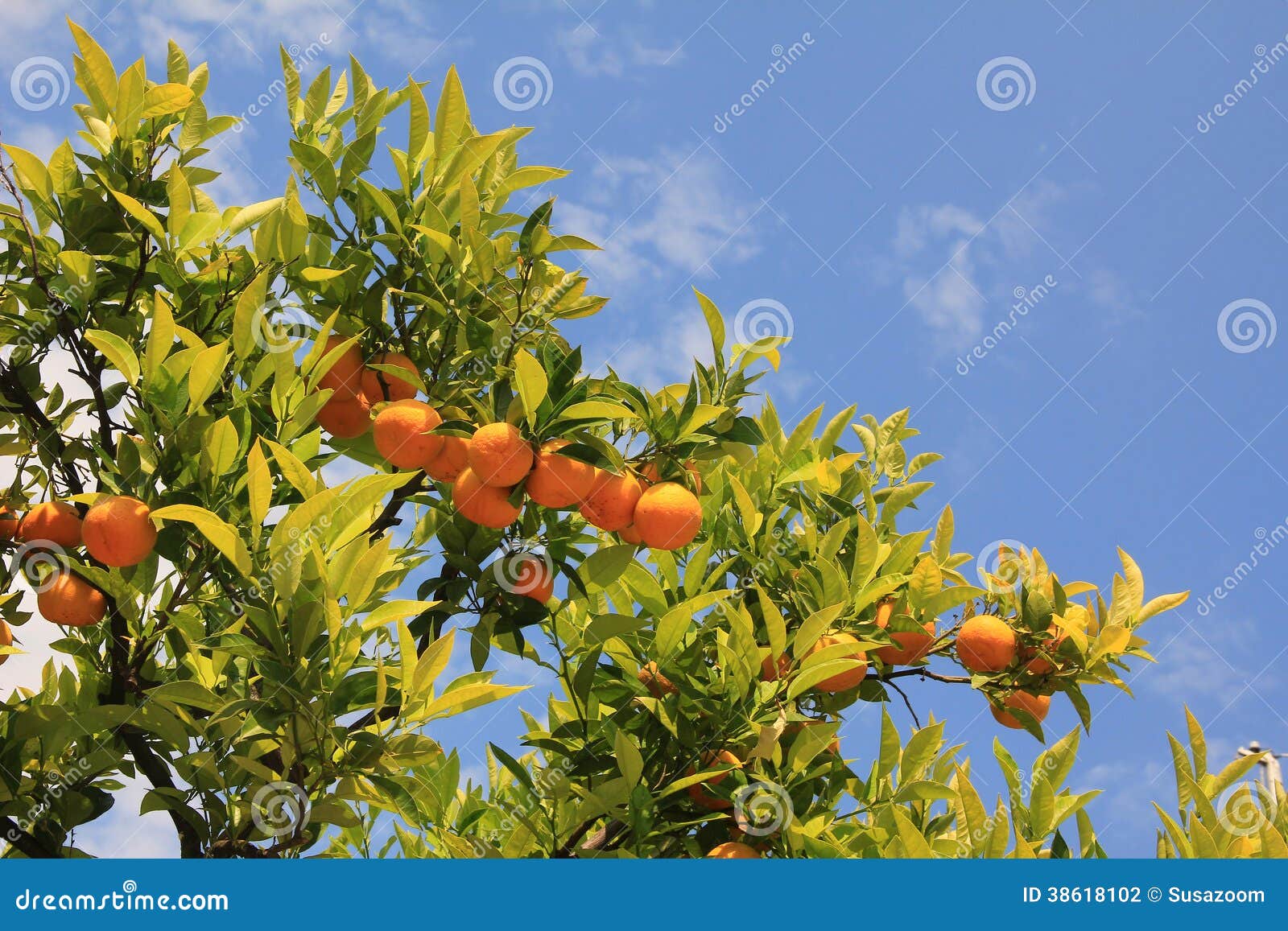 Orange Tree with Ripe Fruits Stock Photo - Image of fresh, growing ...