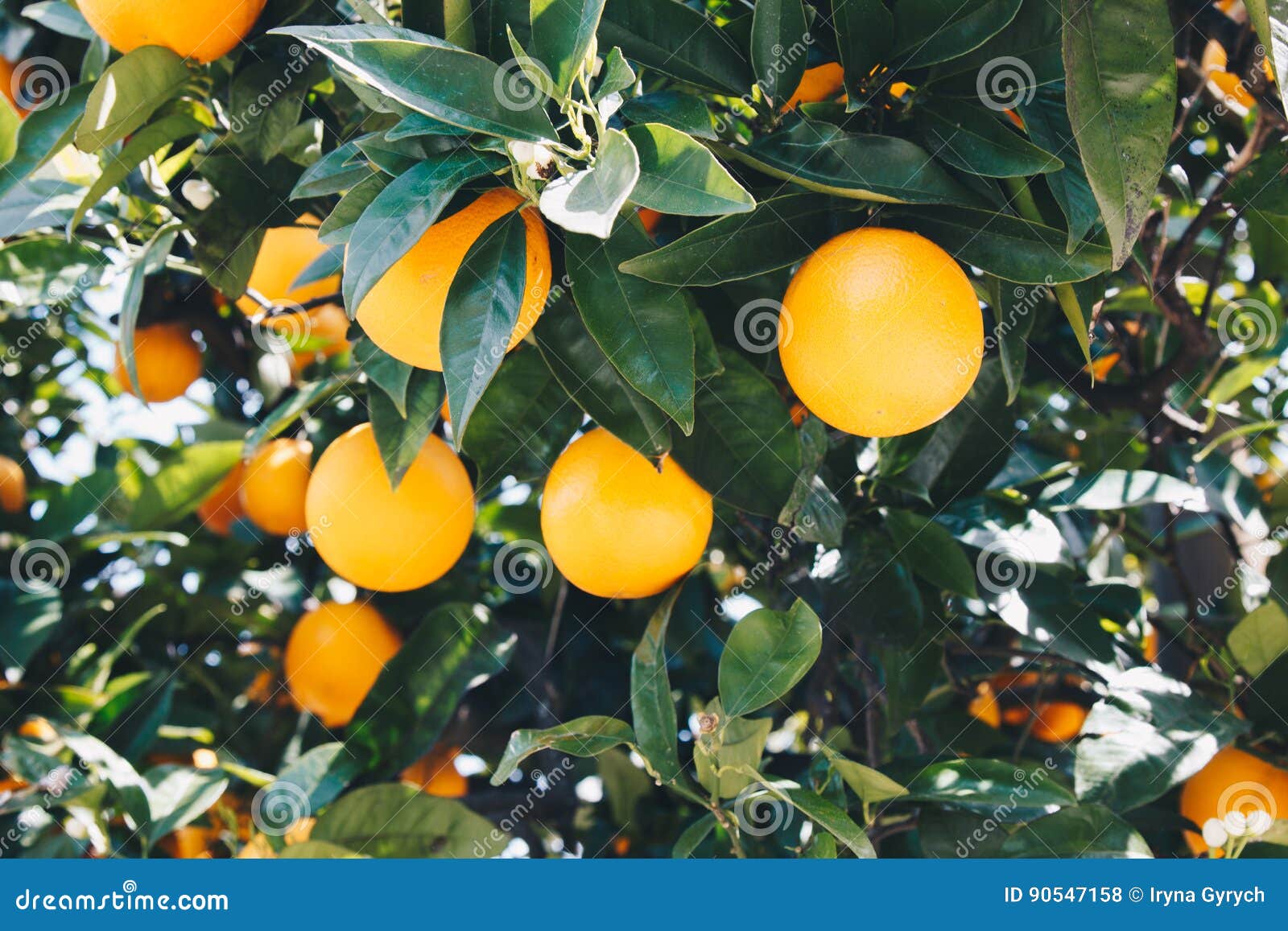 Orange Tree with Ripe Fruits Stock Photo - Image of branch, orchard ...