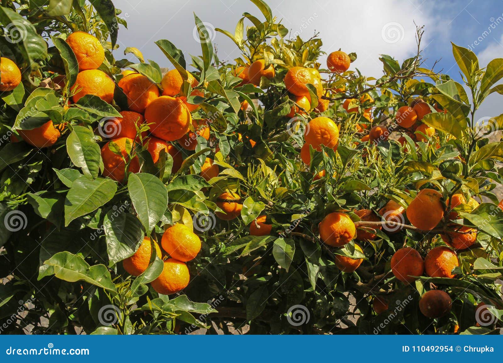 Orange Tree with Ripe Fruits Stock Photo - Image of ripe, ingredient ...