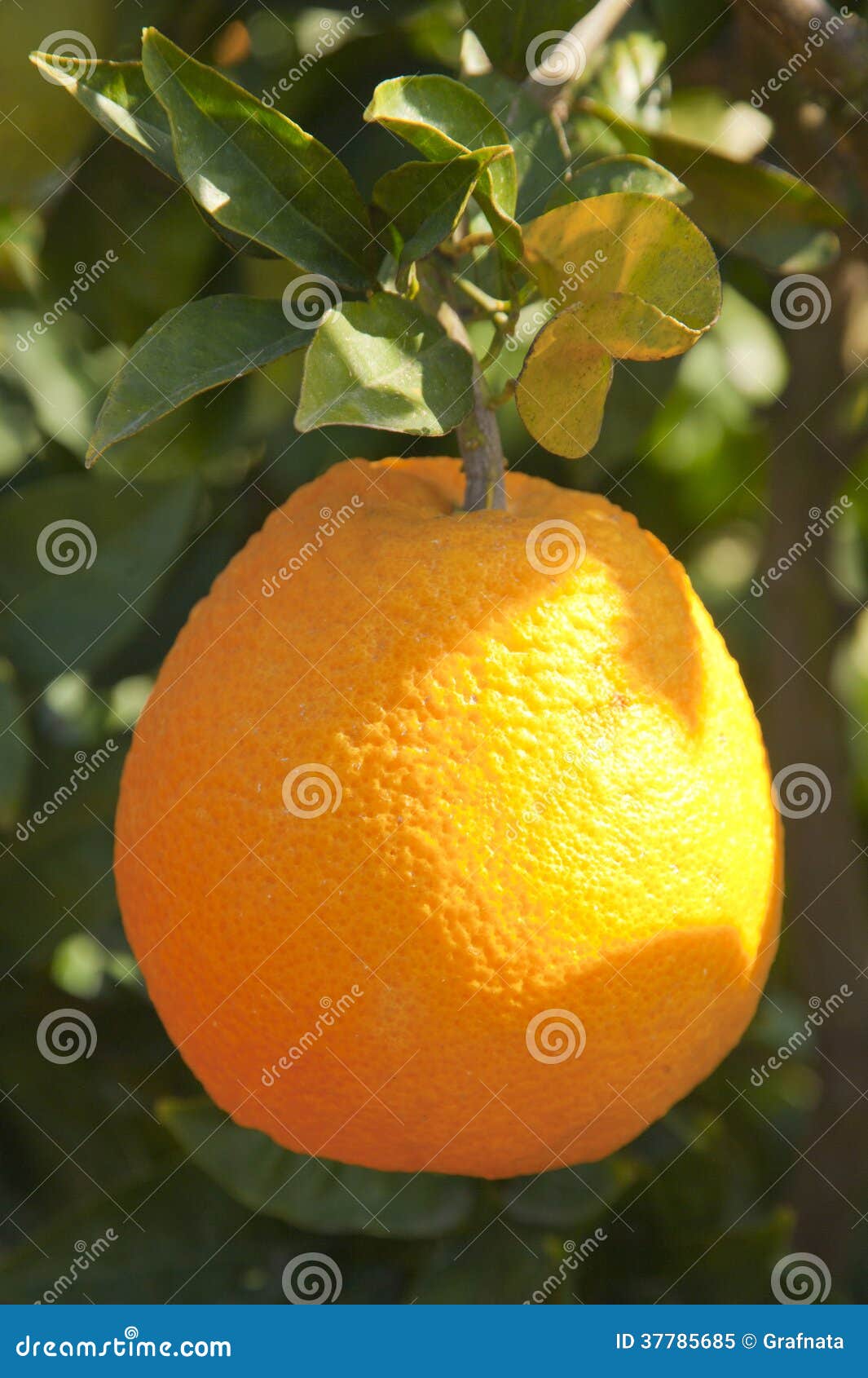 Orange Tree with Ripe Orange Fruit Stock Image - Image of blossom ...