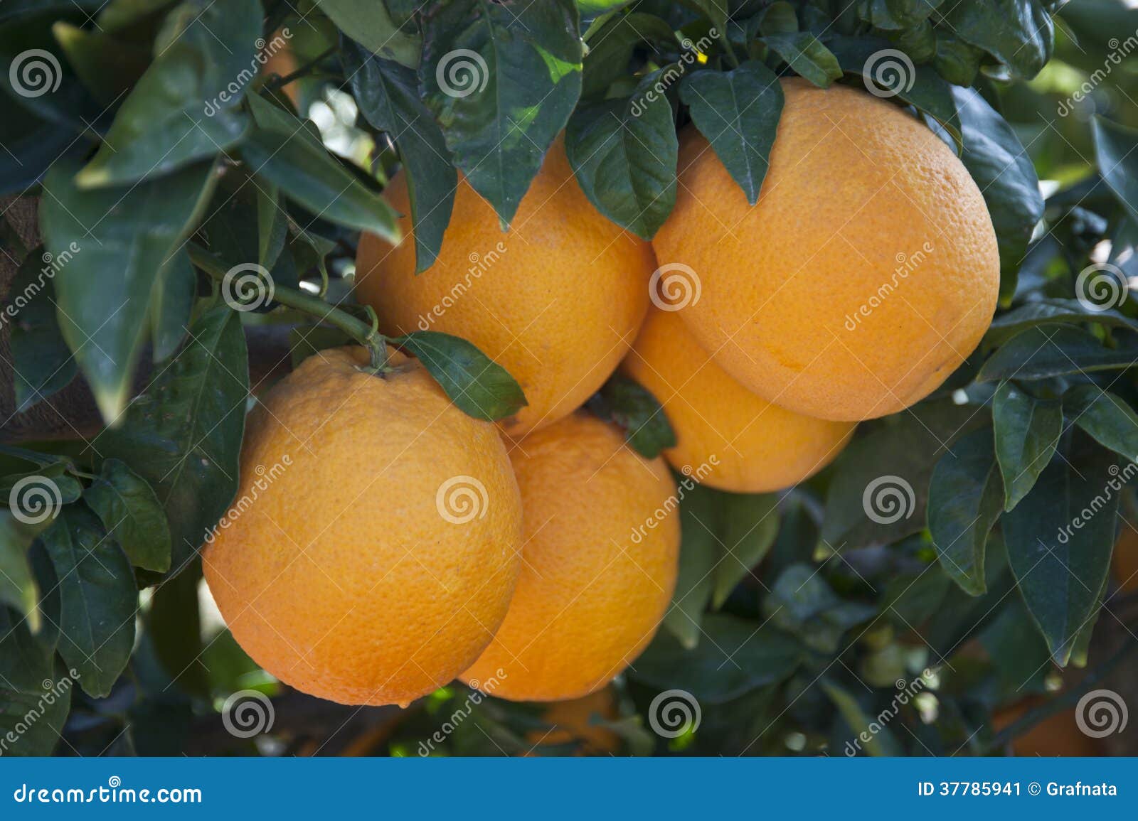 Orange Tree with Ripe Orange Fruit Stock Image - Image of harvest ...