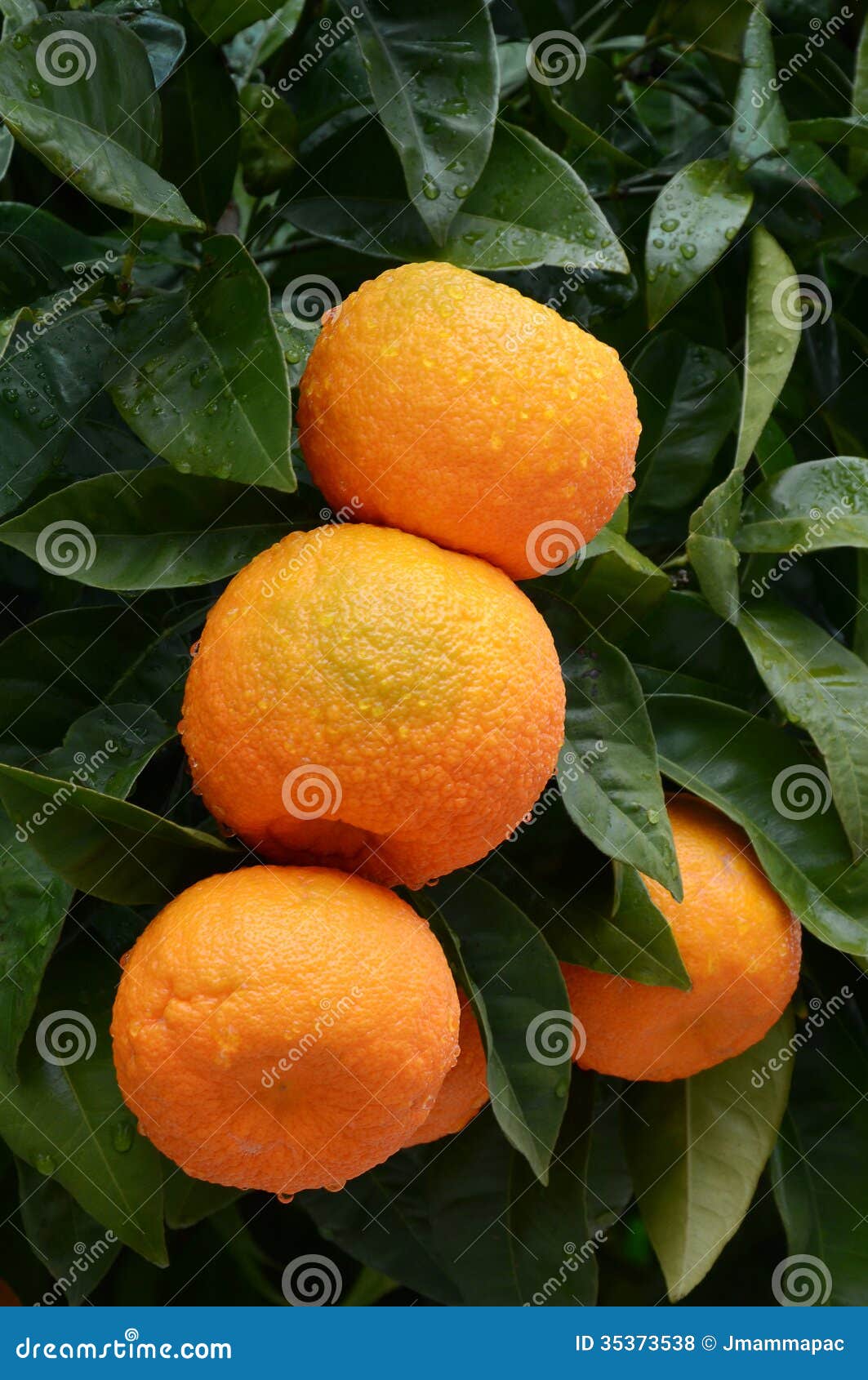 Orange Tree with Ripe Oranges-vertical Stock Photo - Image of ripe ...