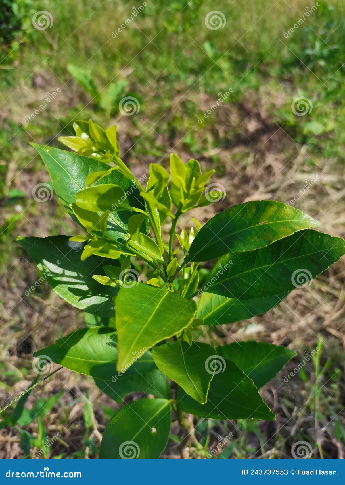 Orange tree saplings stock image. Image of branch, garden - 243737553