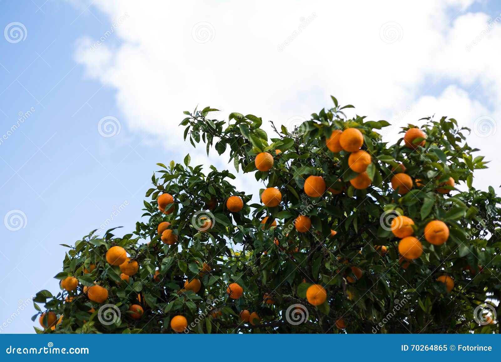 Orange tree stock image. Image of portugese, lisboa, orchard - 70264865