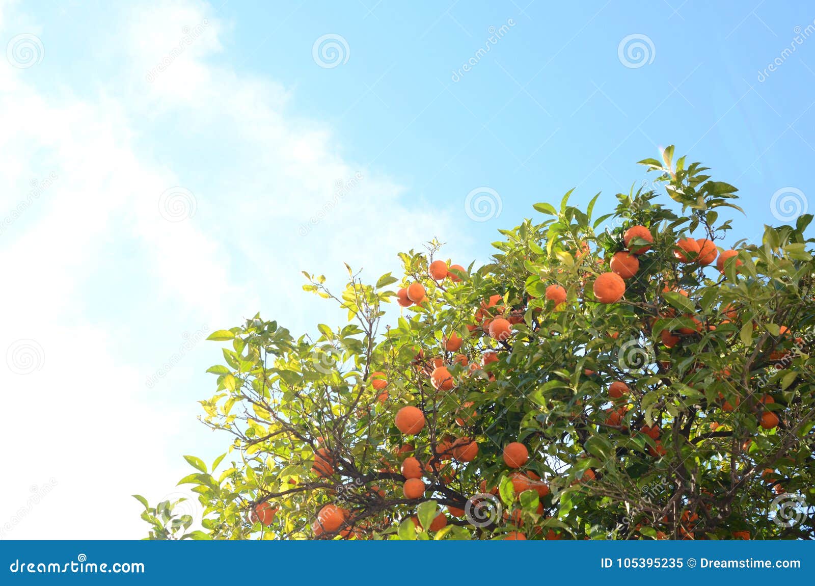 Orange Tree with Sky in the Background Stock Image - Image of garden ...