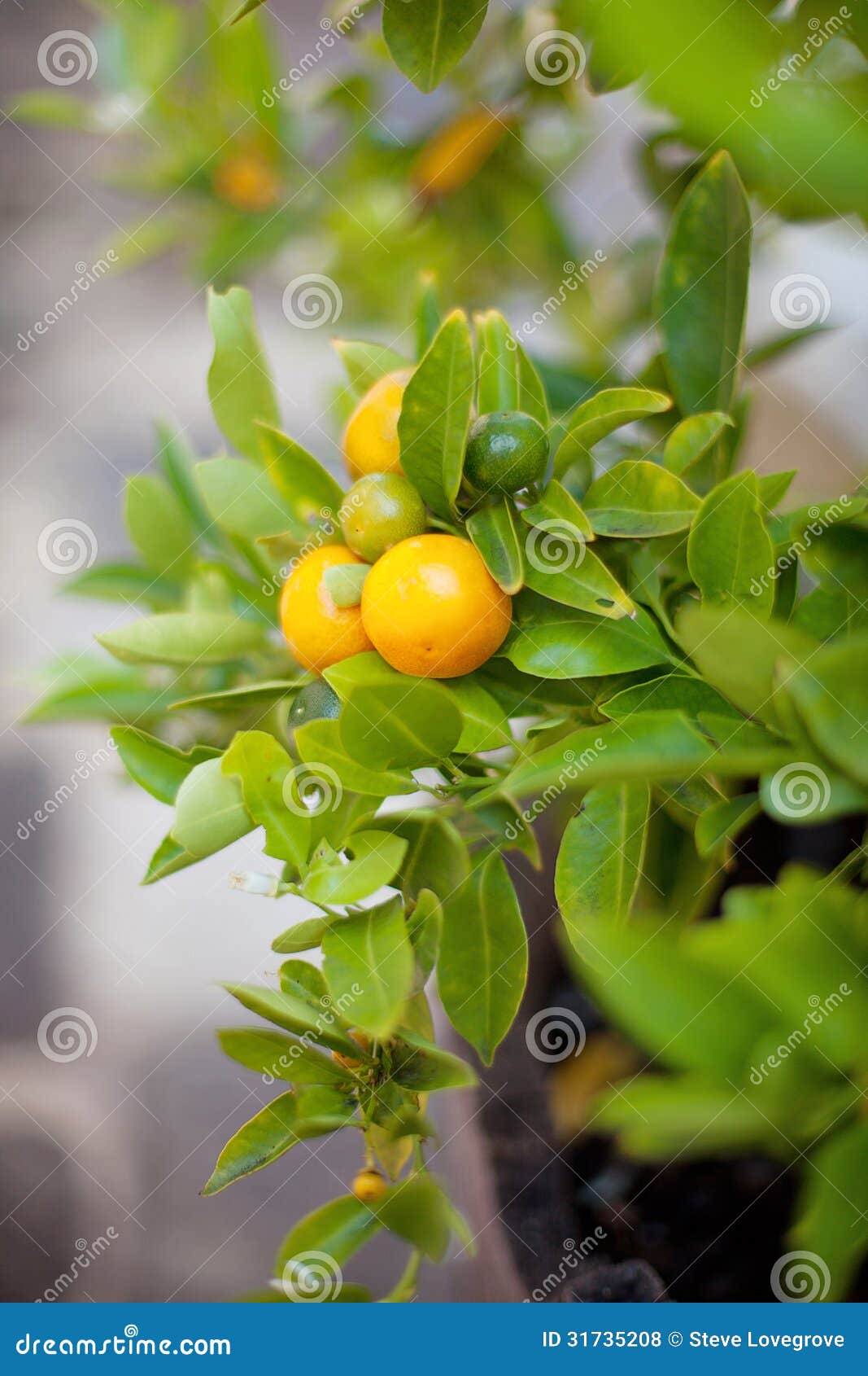 Orange Tree stock photo. Image of horticulture, garden - 31735208