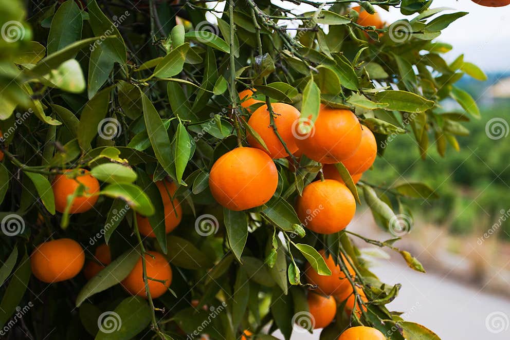 Orange tree in Spain stock image. Image of rural, rustic - 643395