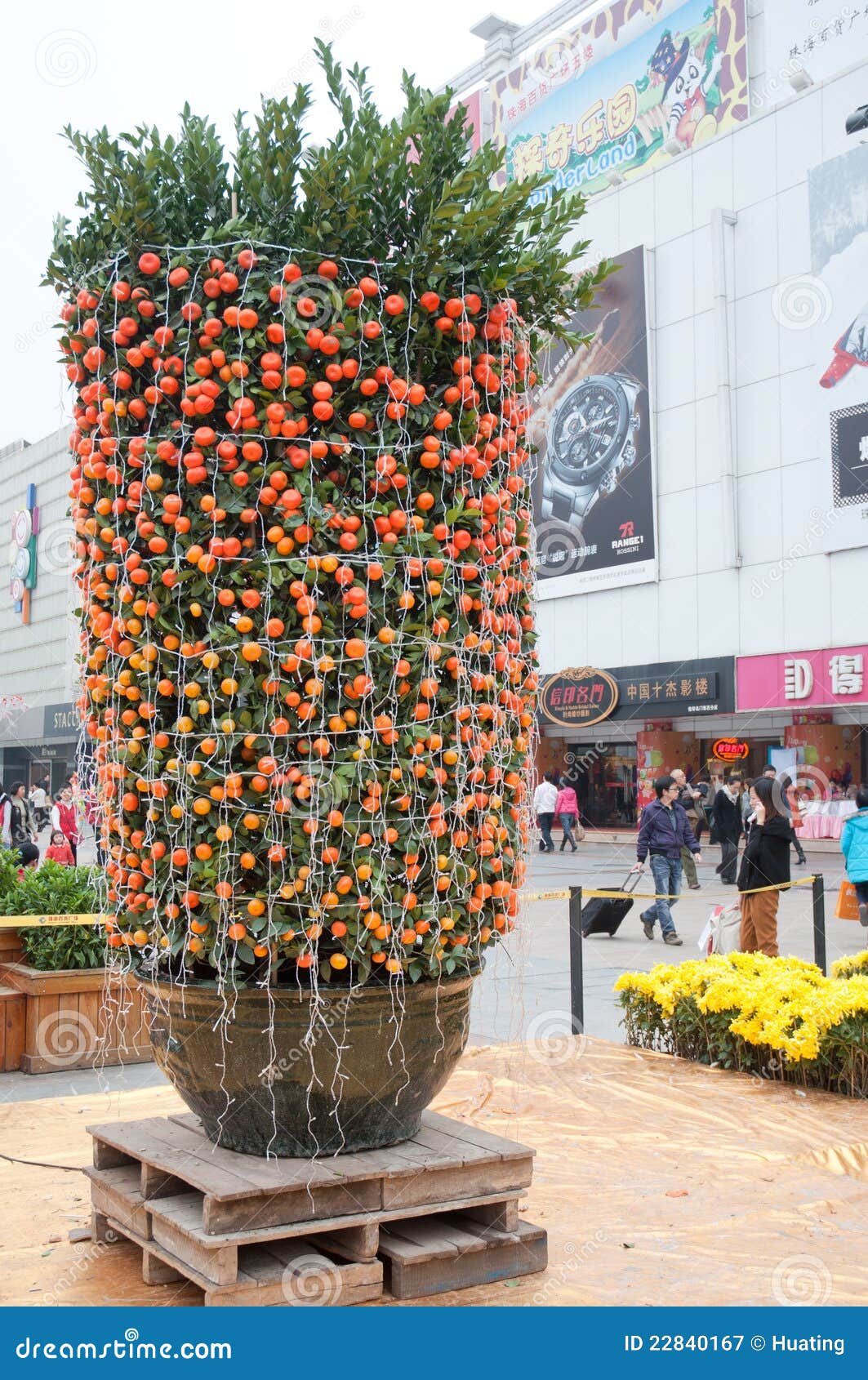 Orange Tree in Spring Festival Editorial Photography - Image of ...