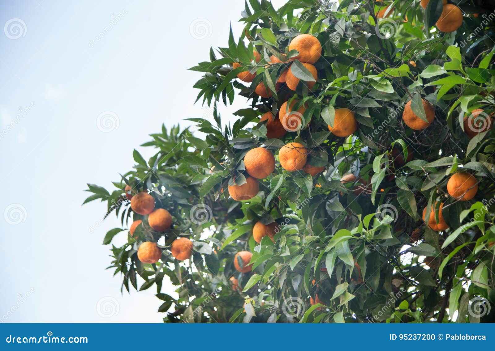 Orange Tree in the Streets of Rome Stock Photo - Image of background ...