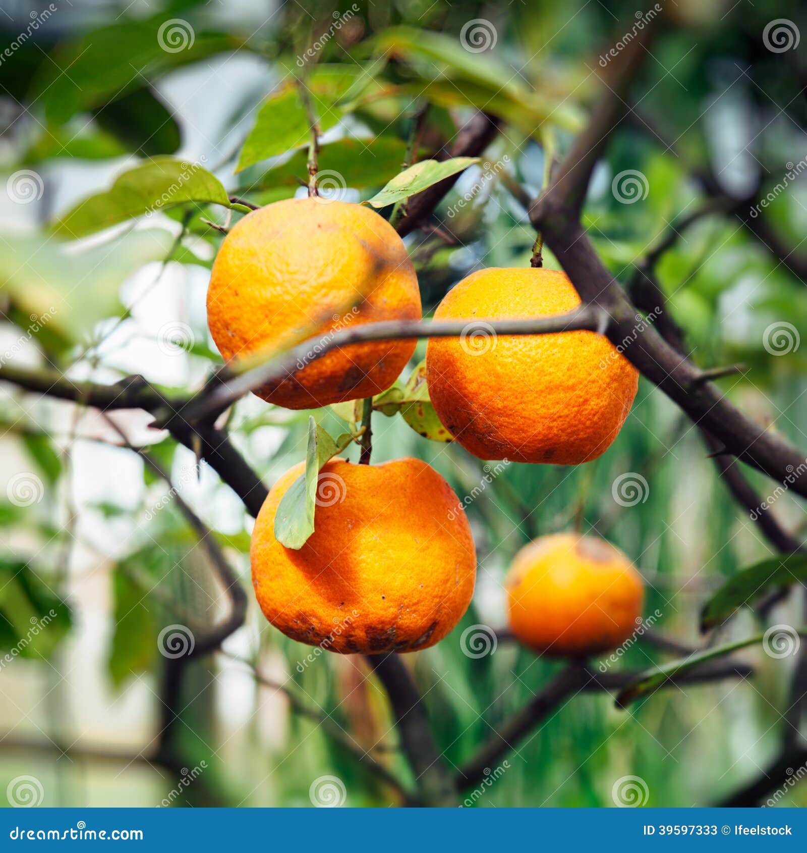 Orange tree in summer stock image. Image of grove, juicy - 39597333