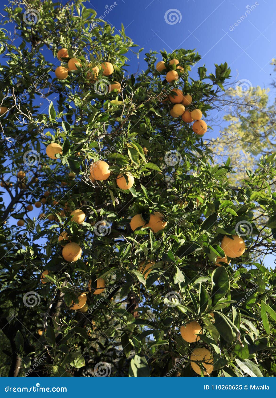 Orange tree in the sun stock image. Image of citrus - 110260625