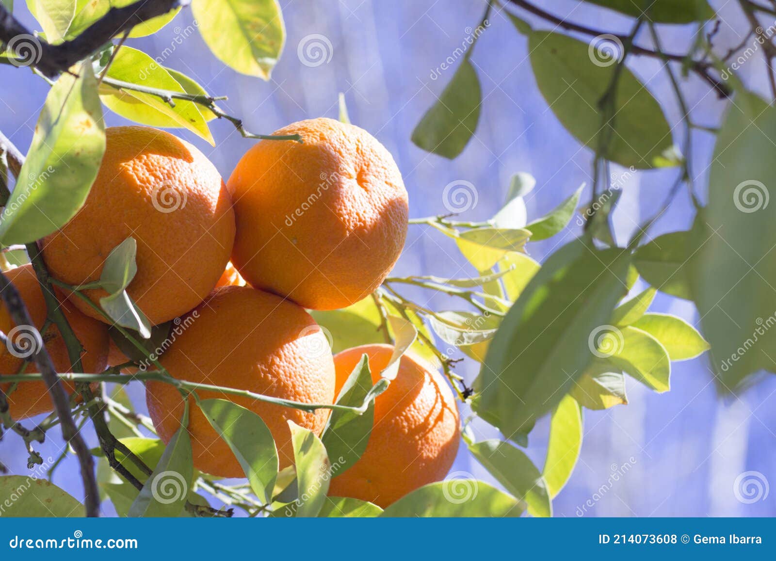 Orange Tree in the Sun with Very Green Leaves Stock Photo - Image of ...