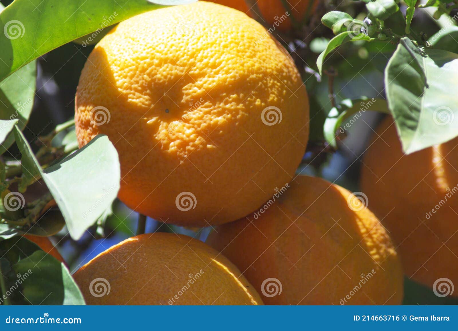 Orange Tree in the Sun with Very Green Leaves Stock Photo - Image of ...