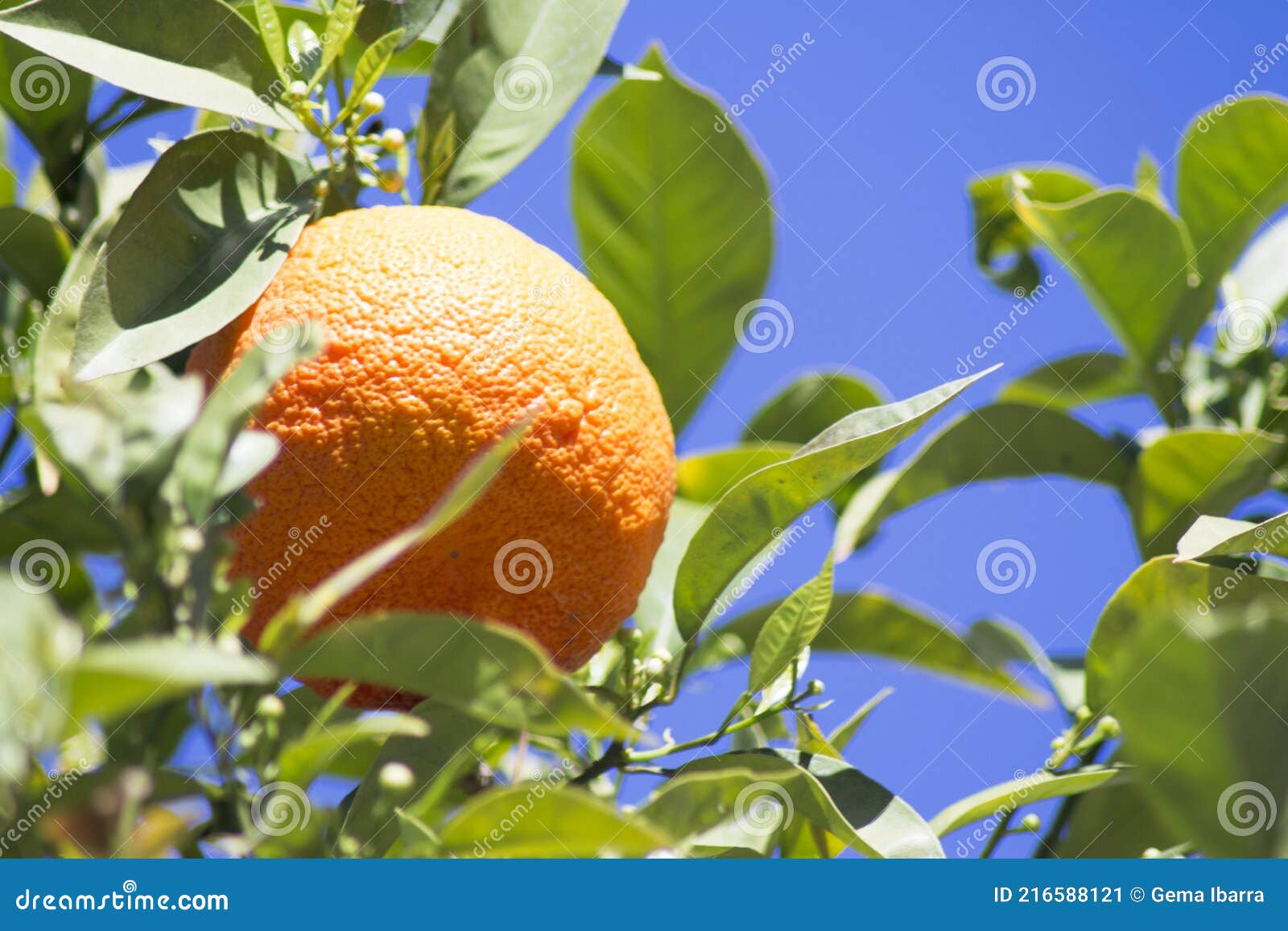 Orange Tree in the Sun with Very Green Leaves Stock Image - Image of ...