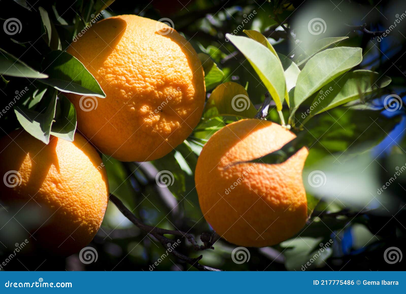 Orange Tree in the Sun with Very Green Leaves Stock Photo - Image of ...