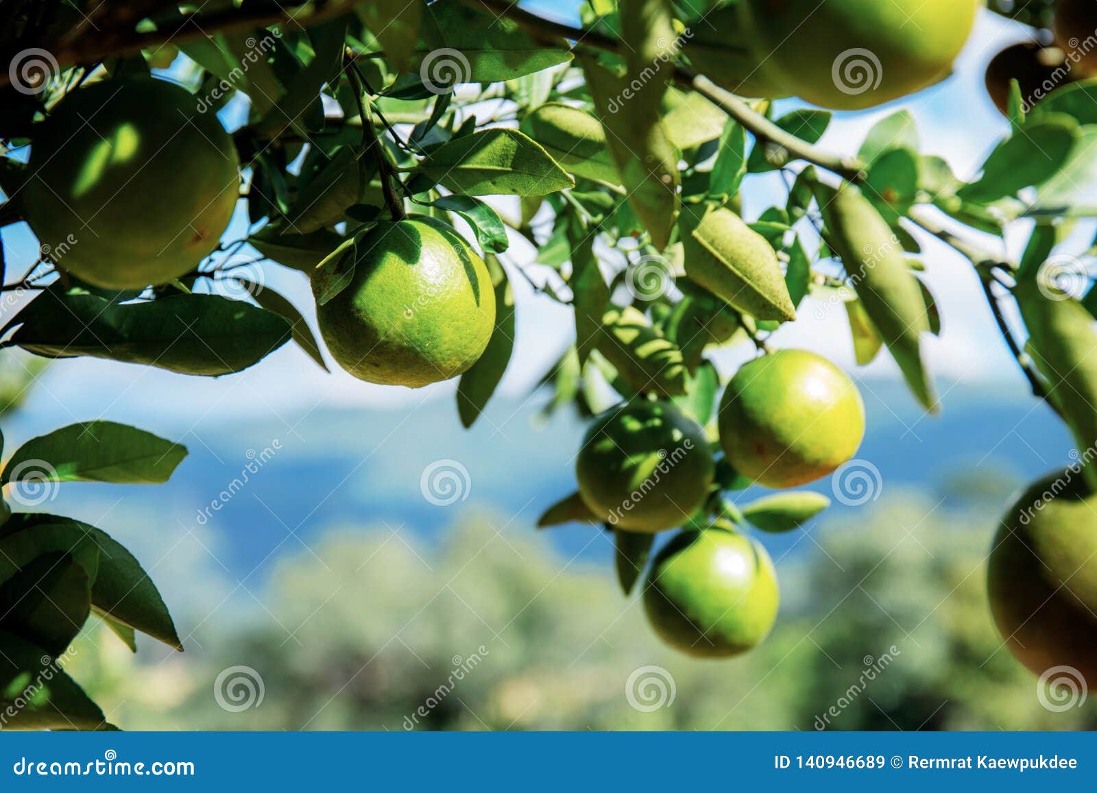 Orange on Tree with Sunlight Stock Image - Image of country, harvest ...