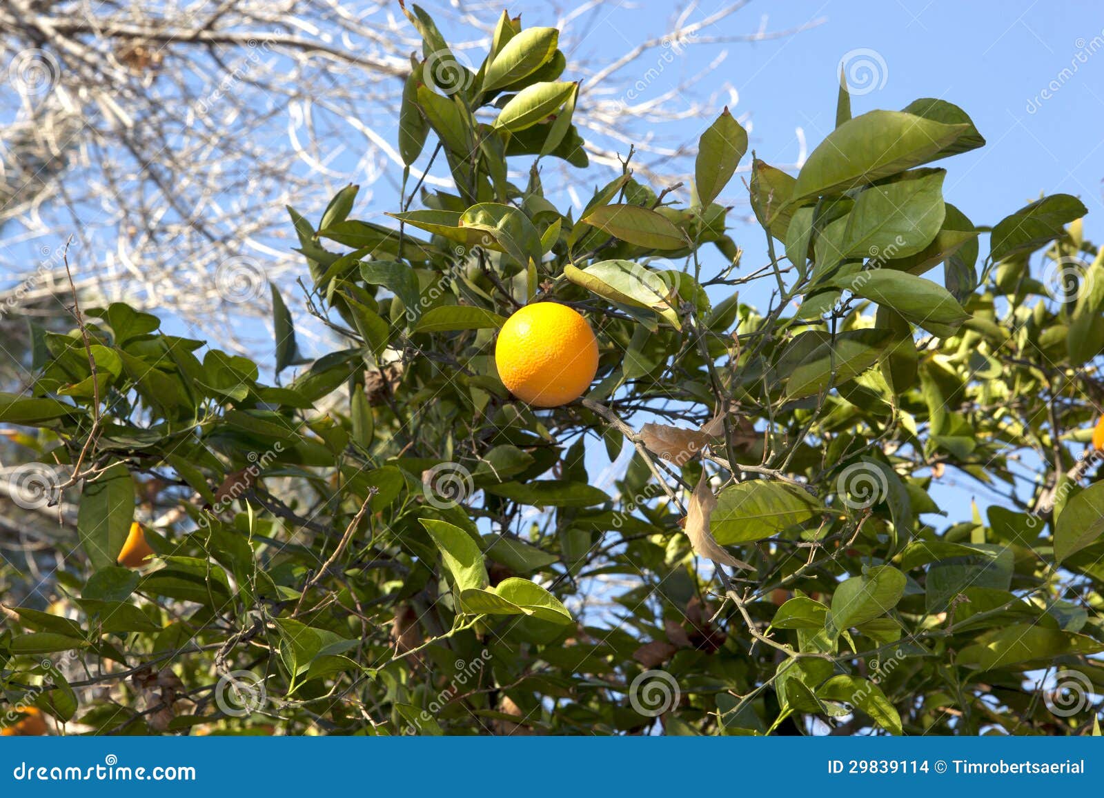 Orange Tree stock photo. Image of tree, crop, arizona - 29839114