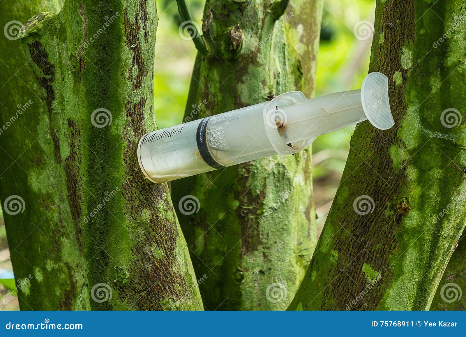 Orange tree with a syringe stock image. Image of full - 75768911