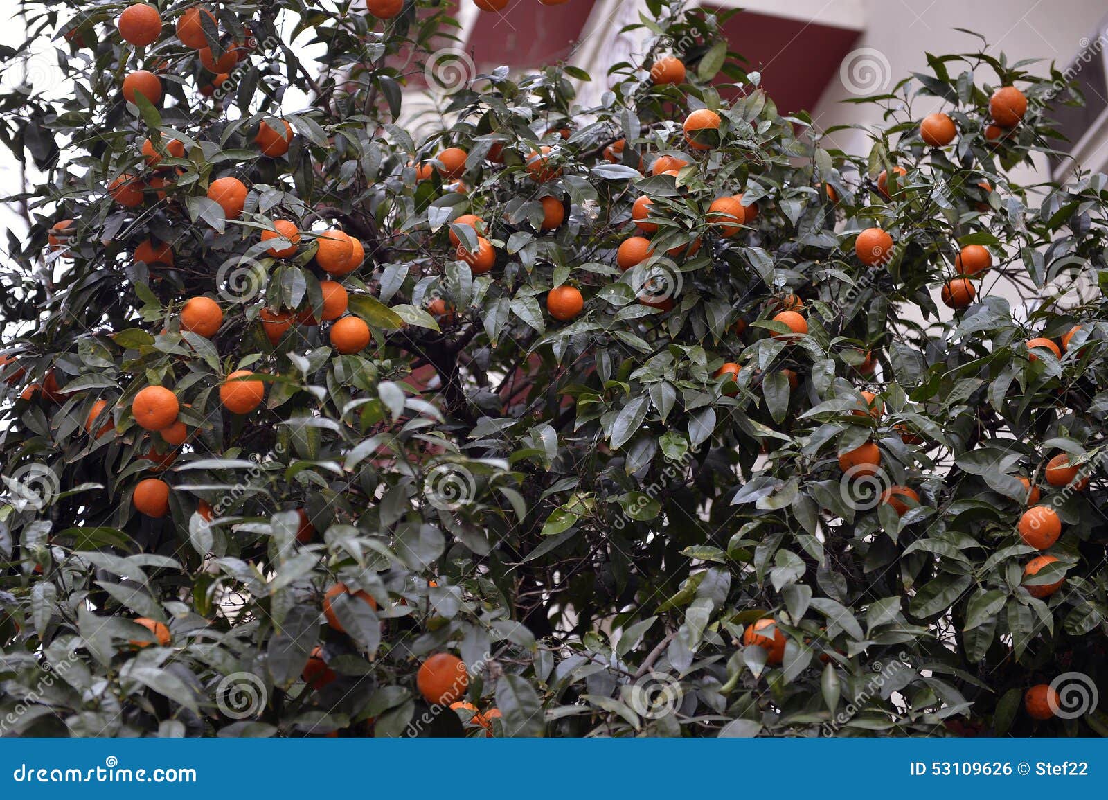 Orange tree stock photo. Image of nutrition, dessert - 53109626