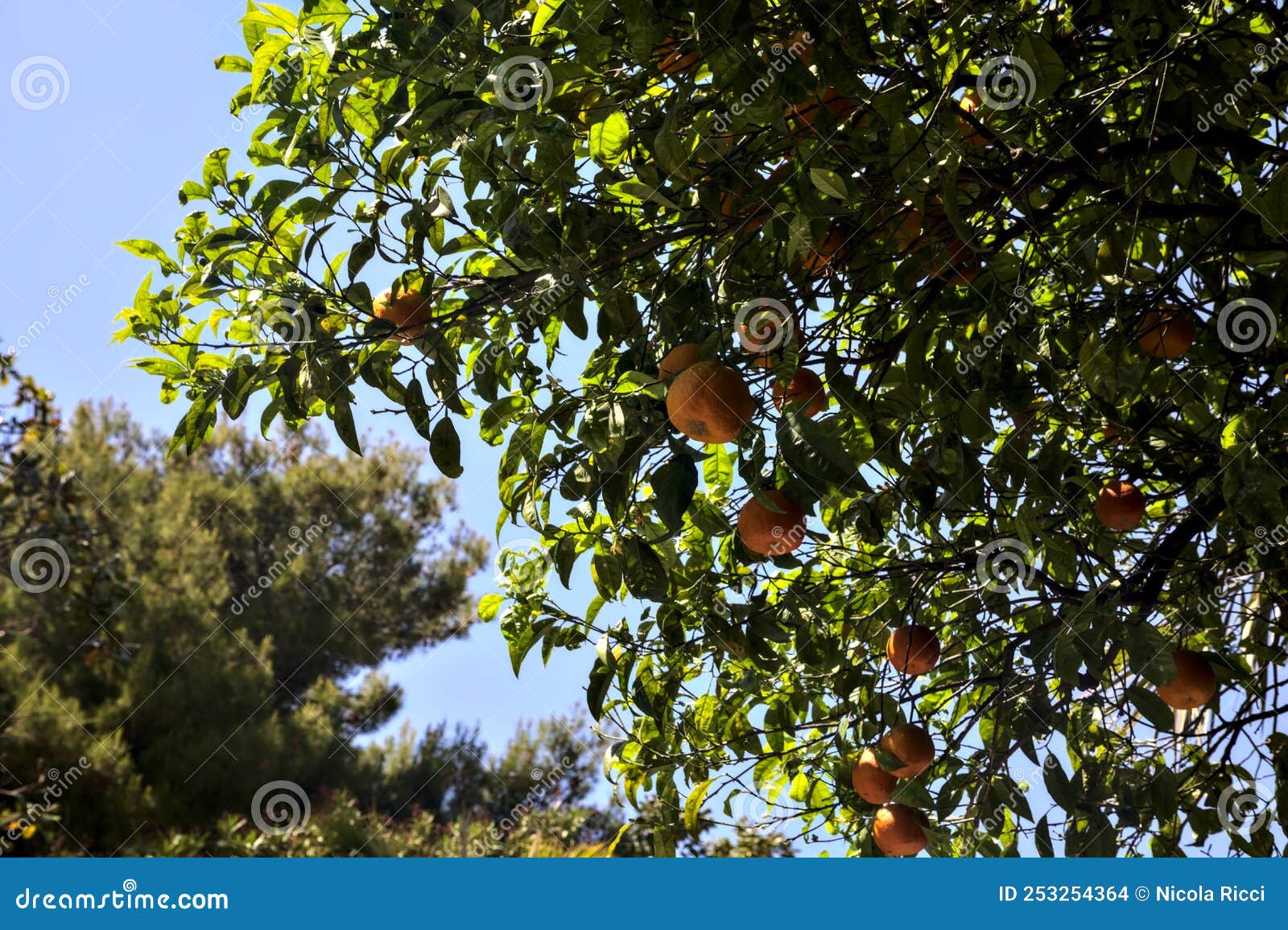 Orange Tree Top Loaded with Fruits on a Clear Sky As Background Stock ...