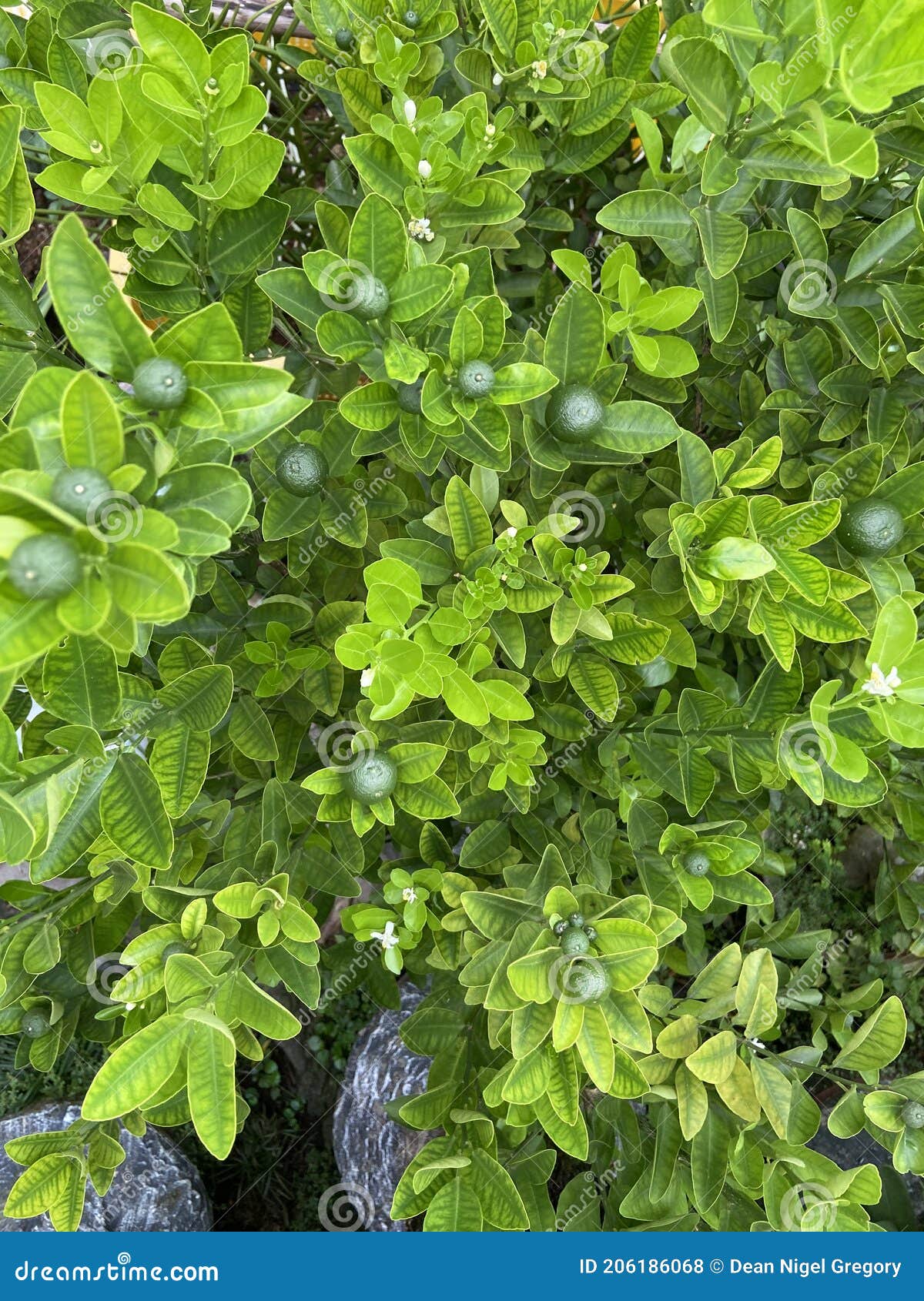 Orange tree stock photo. Image of garden, view, orange - 206186068
