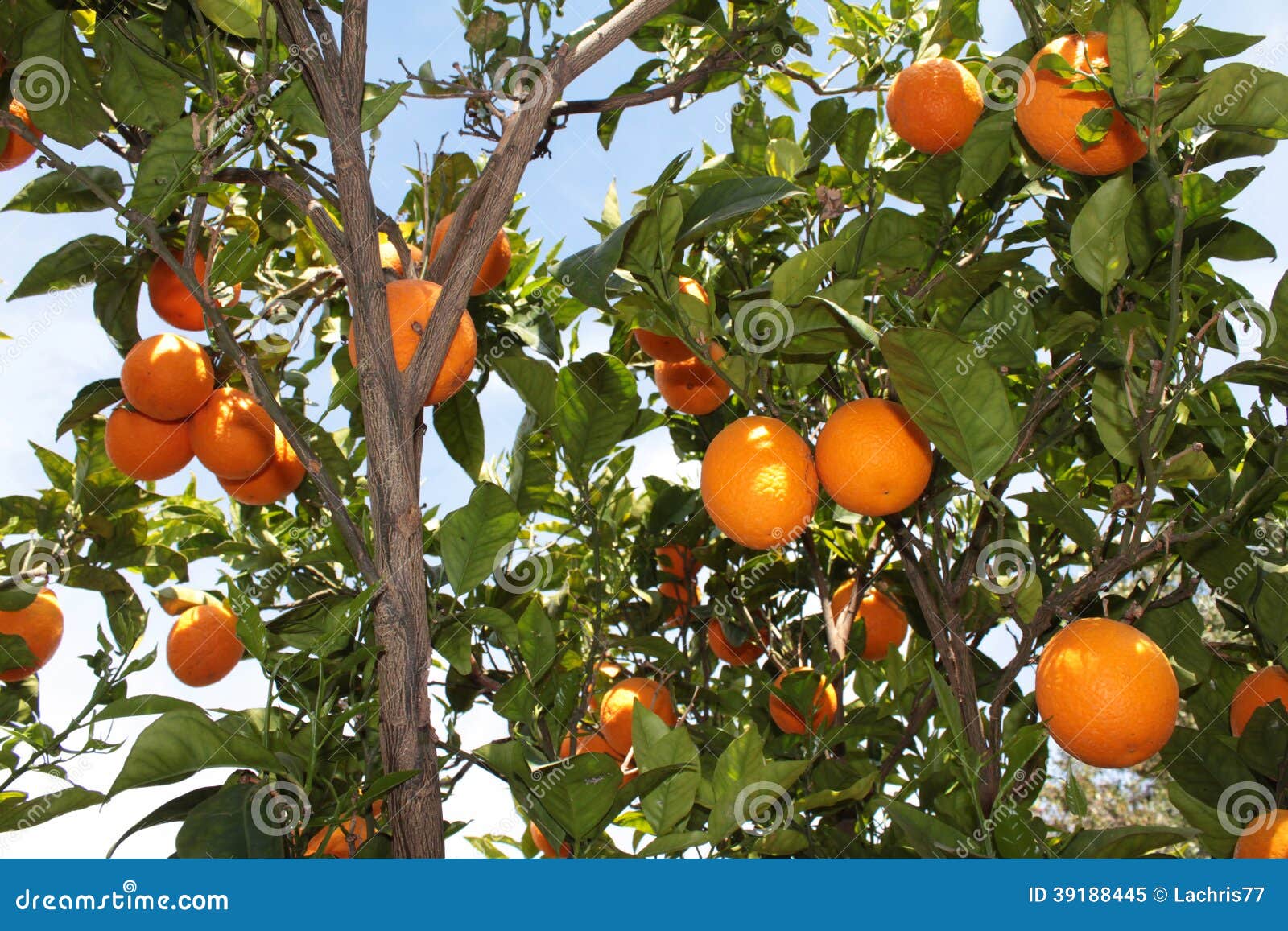 Orange tree stock image. Image of evergreen, diet, closeup - 39188445
