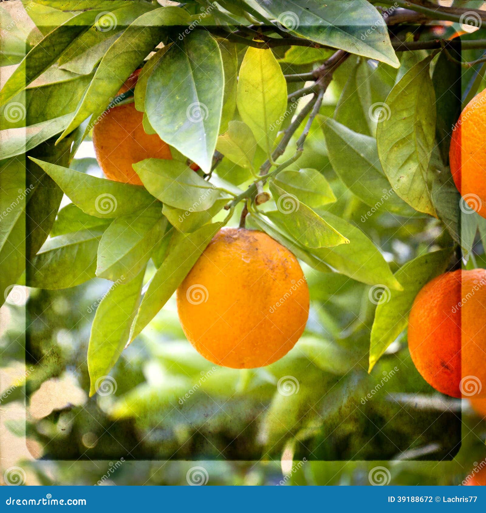 Orange tree stock photo. Image of fresh, group, leaf - 39188672
