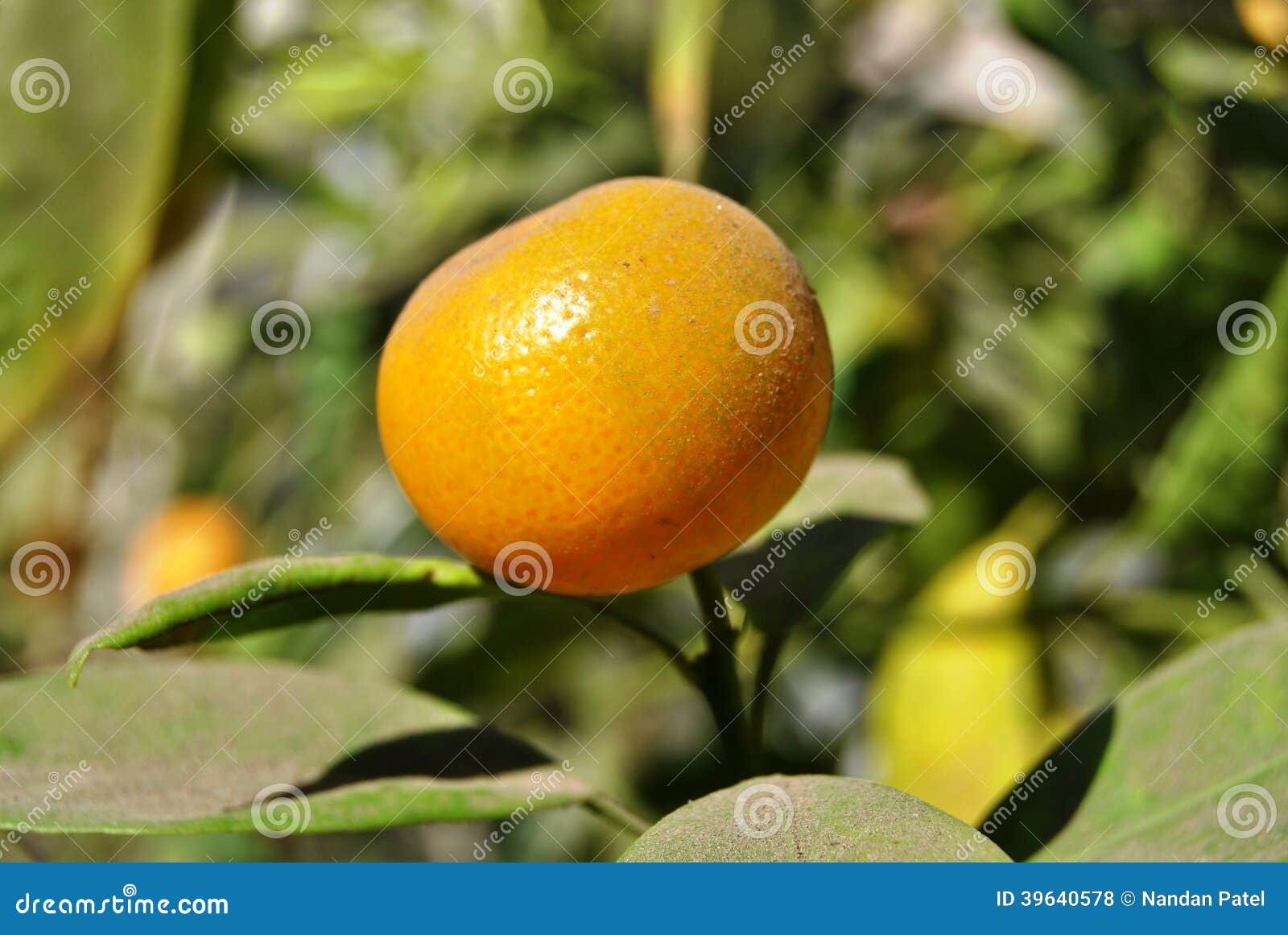 Orange on a tree stock photo. Image of beverages, tropical - 39640578