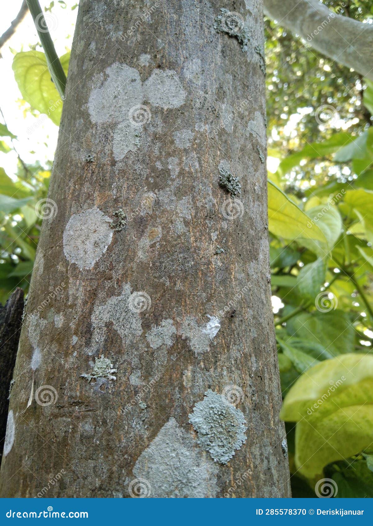 Orange Tree Trunk Textured Stripes Stock Photo - Image of stripes ...