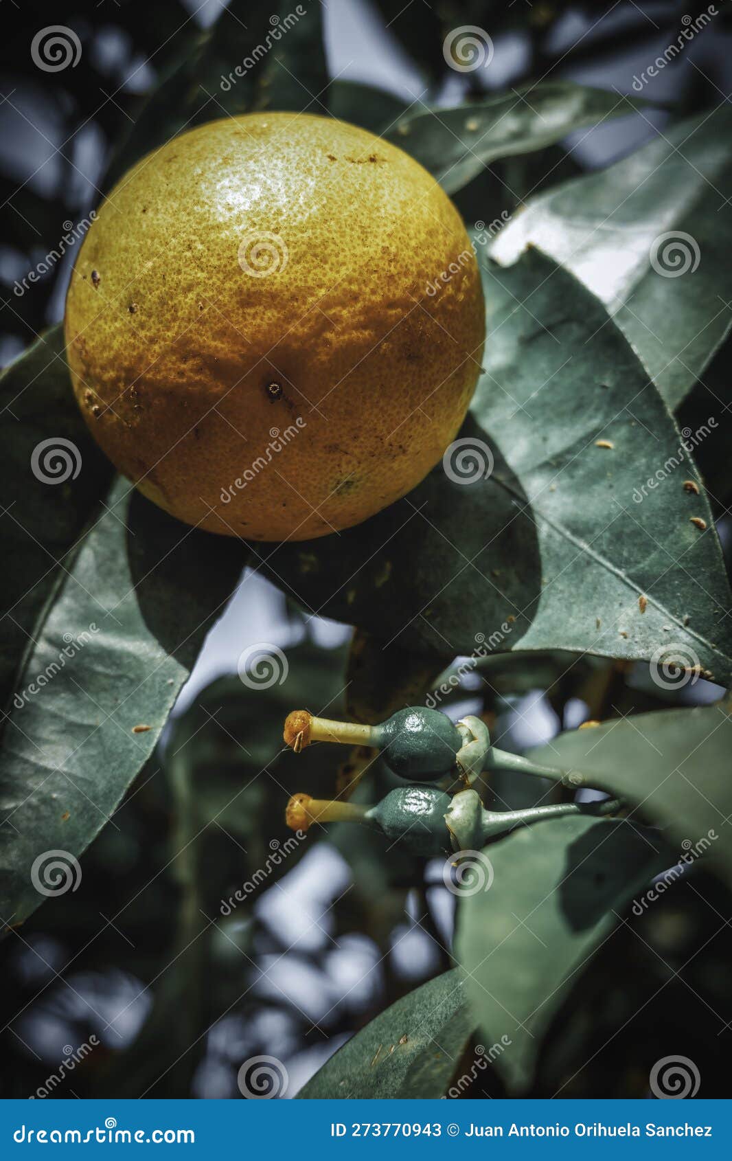 Orange on the Tree with Two Other Small Oranges that are Beginning To ...