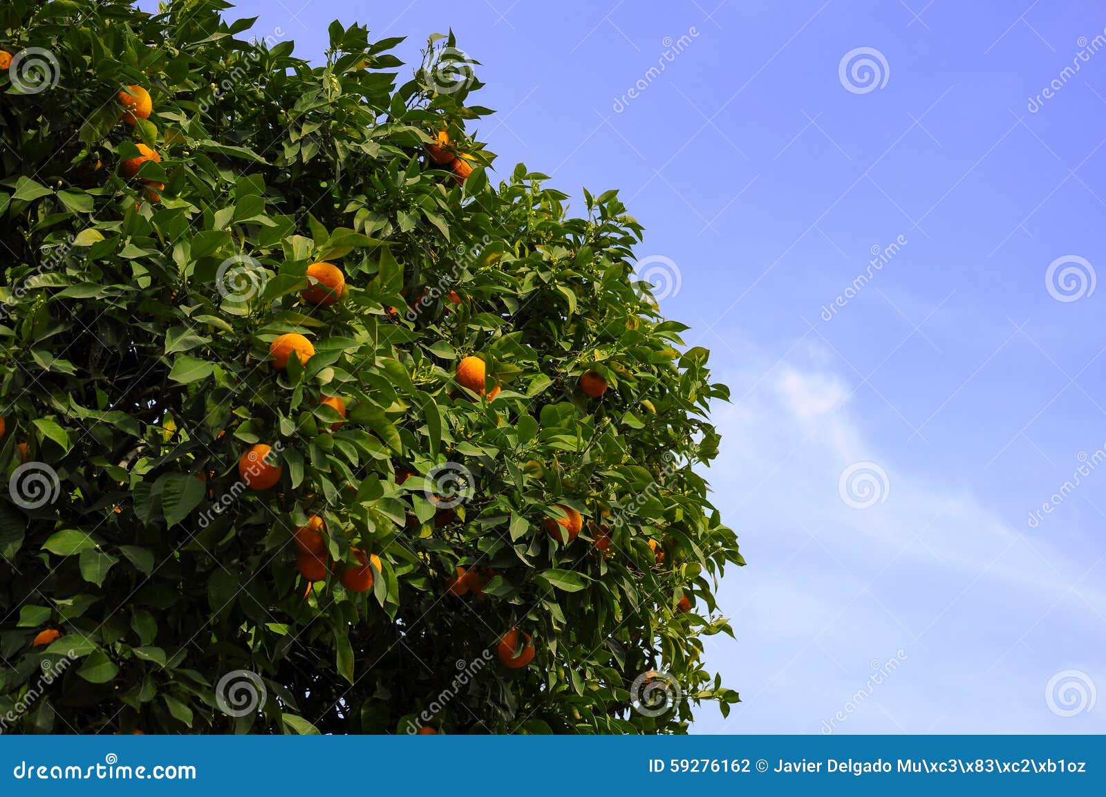 Orange Tree stock photo. Image of fruit, sugar, branch - 59276162