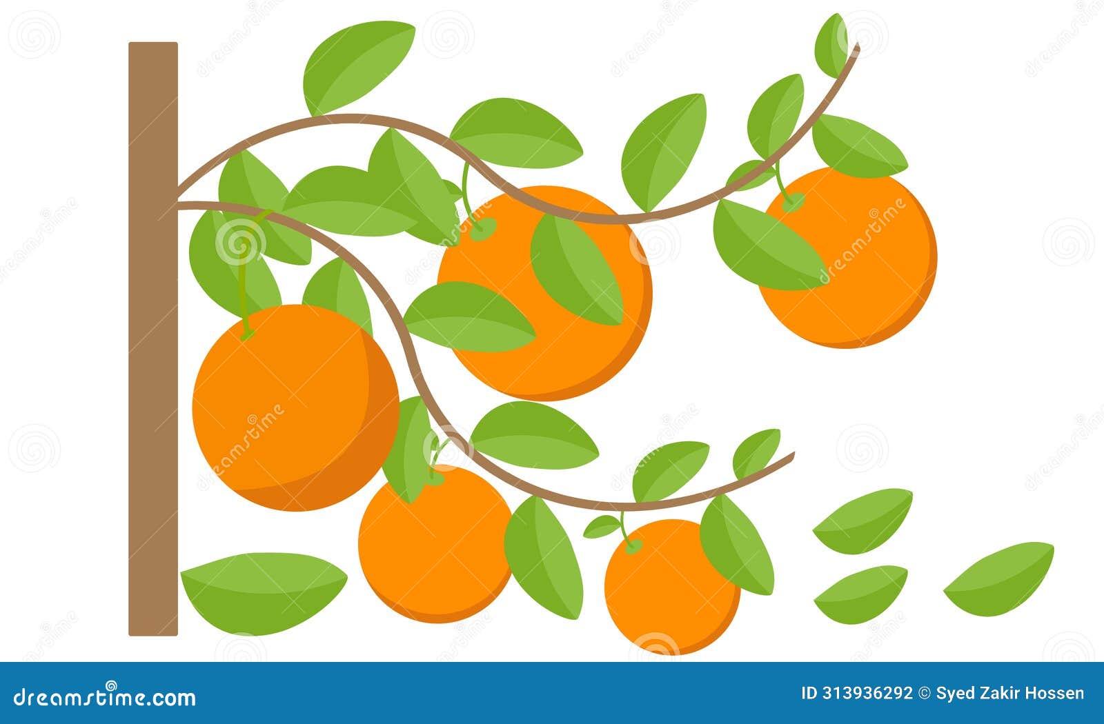 Orange Tree Vector and Illustration. Stock Vector - Illustration of ...