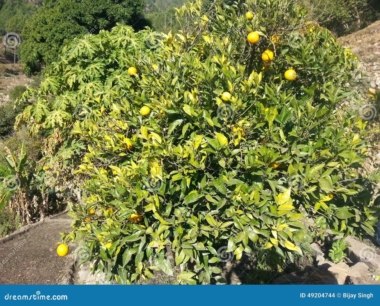 Orange tree stock photo. Image of tree, uttarakhand, india - 49204744
