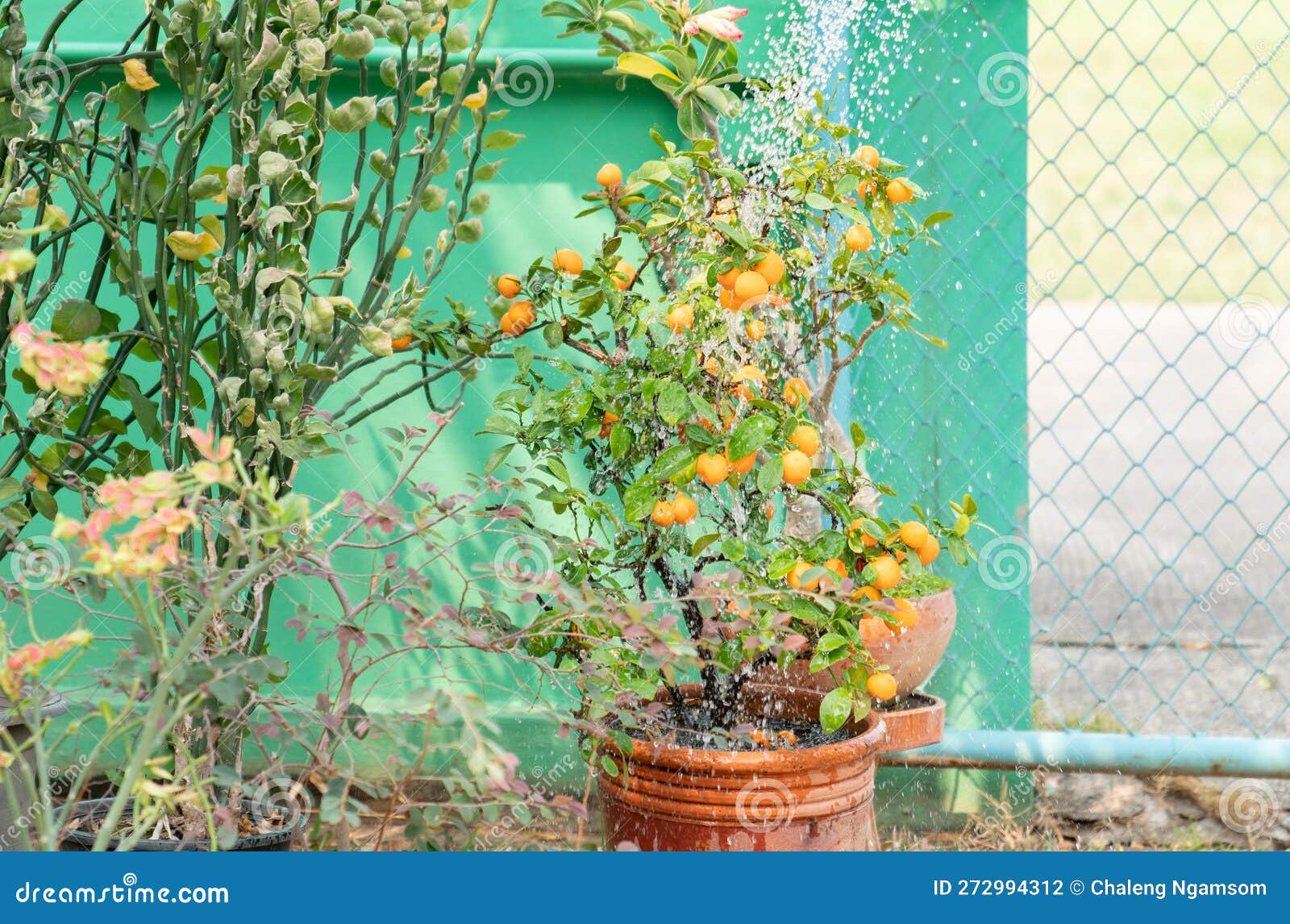Orange Tree Watered from a Watering Can Stock Photo - Image of watering ...