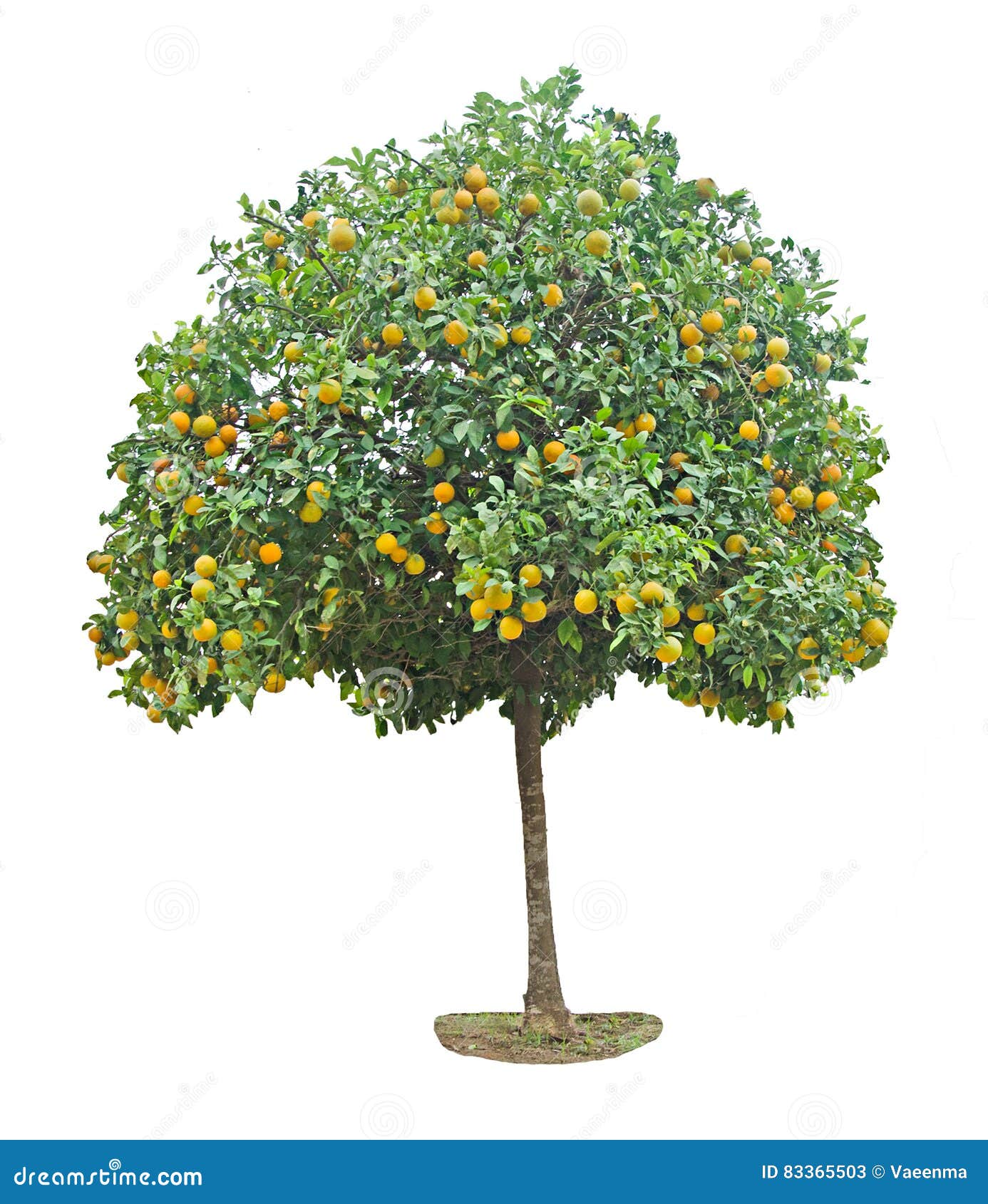 Orange tree stock image. Image of citrus, orange, beautiful - 83365503