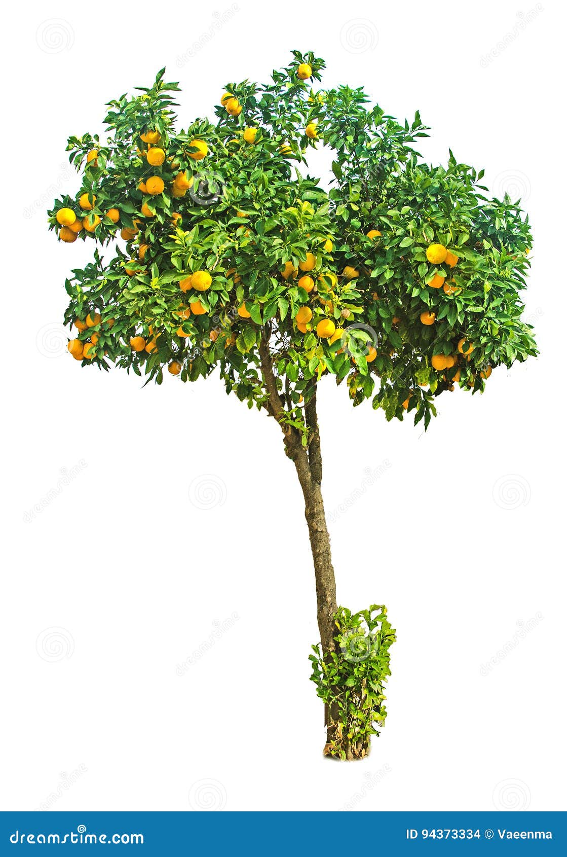 Orange Tree on White Background Stock Photo - Image of citrus, green ...