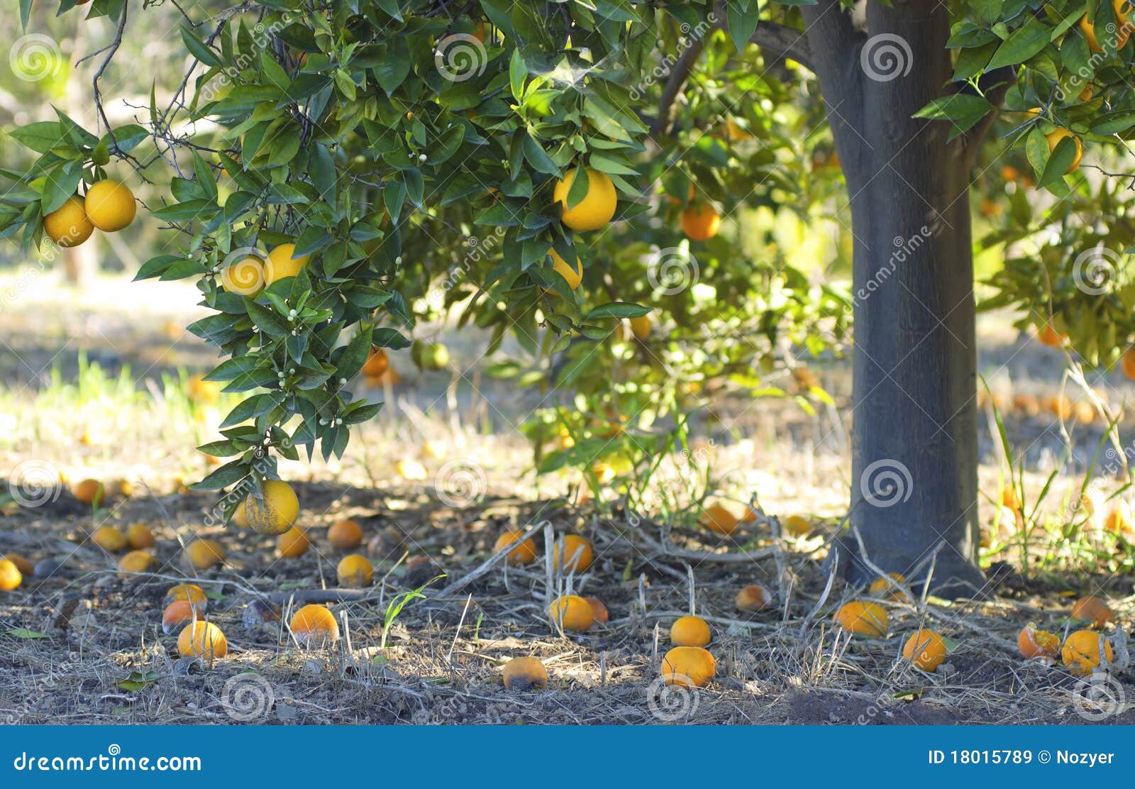 Orange Tree in a Wild Garden Stock Image - Image of grass, farm: 18015789