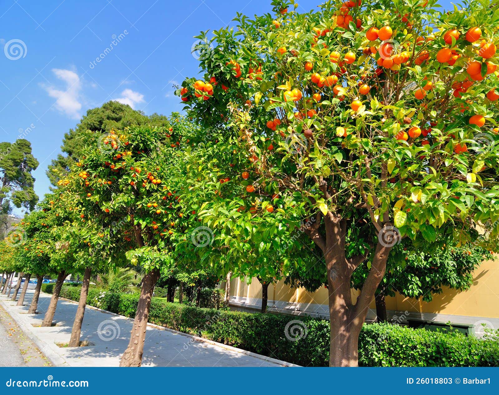 Orange trees stock image. Image of mediterranean, tourism - 26018803