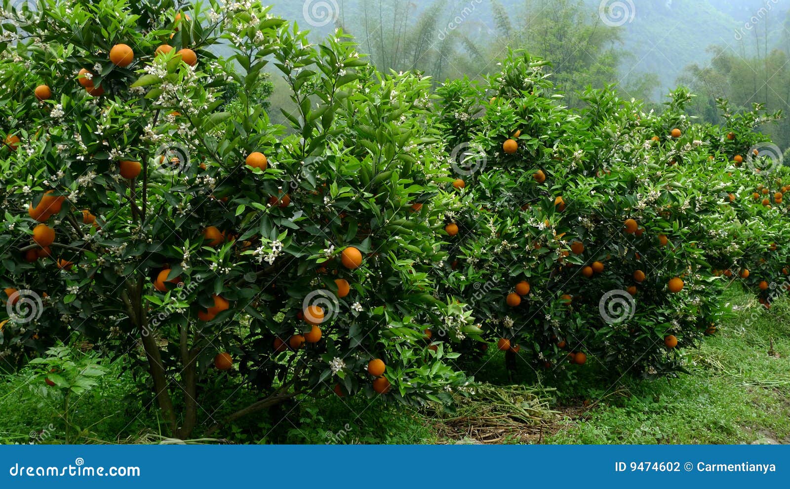 Orange Trees In The Park At McGill University Campus In Autumn ...