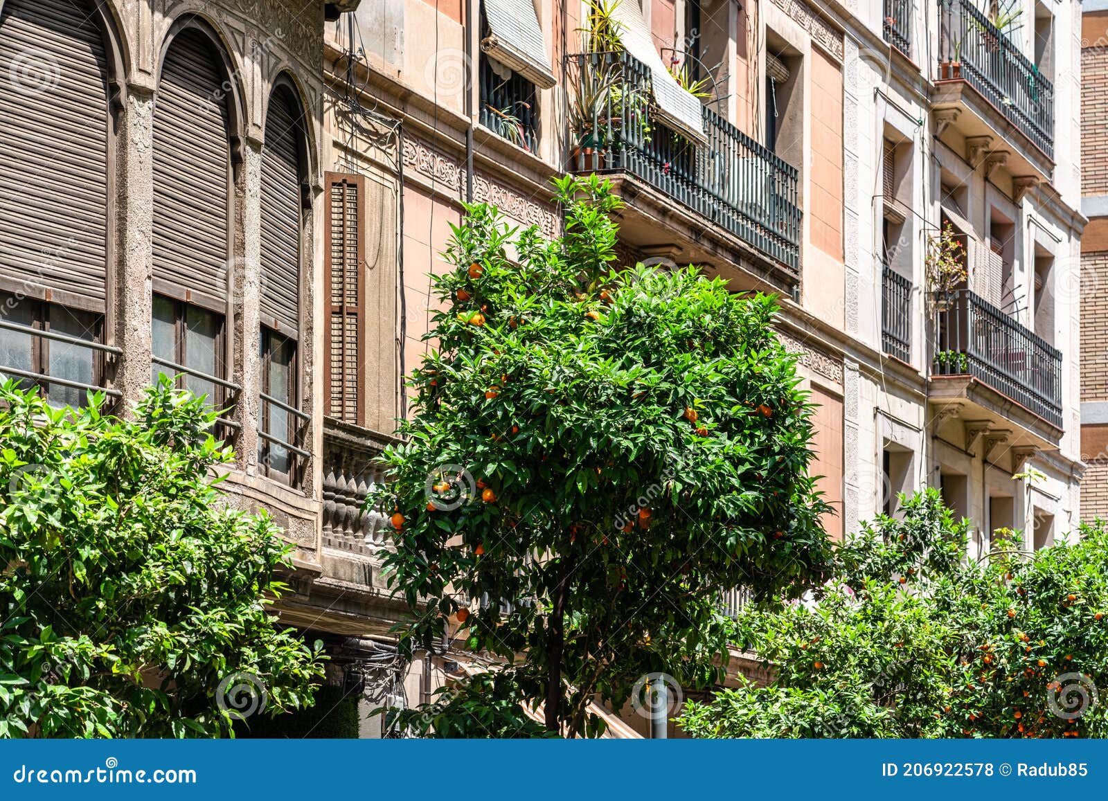 Orange Trees in Barcelona City Stock Photo - Image of europe, green ...